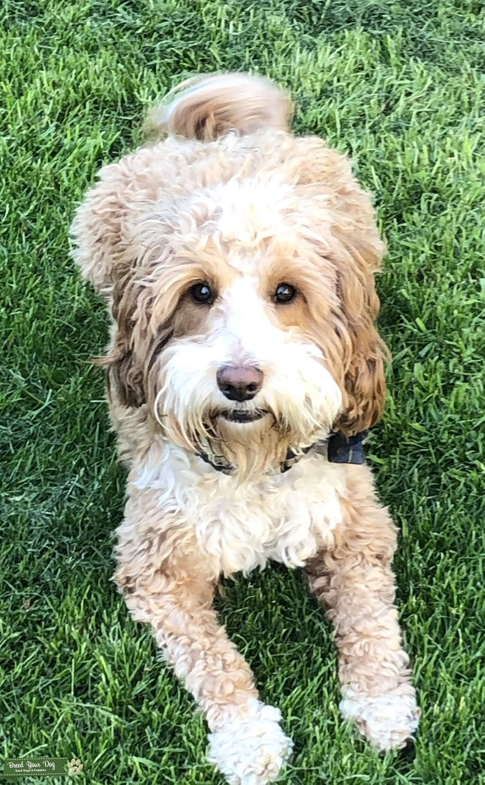 F1 cockapoo fully health tested - Stud Dog in West midlands, the United ...