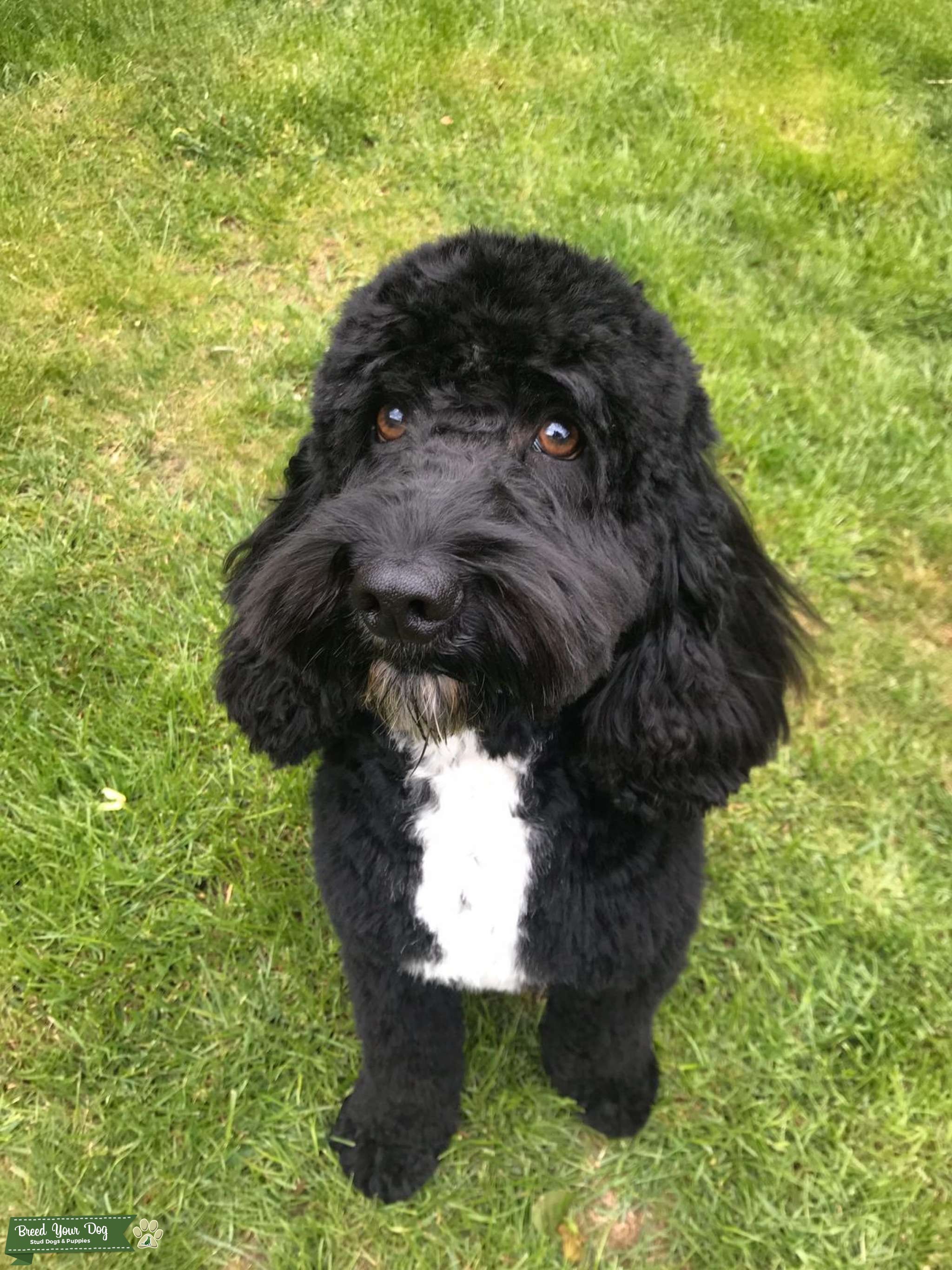 Black Male Cockapoo - Stud Dog in Watford, the United States | Breed ...