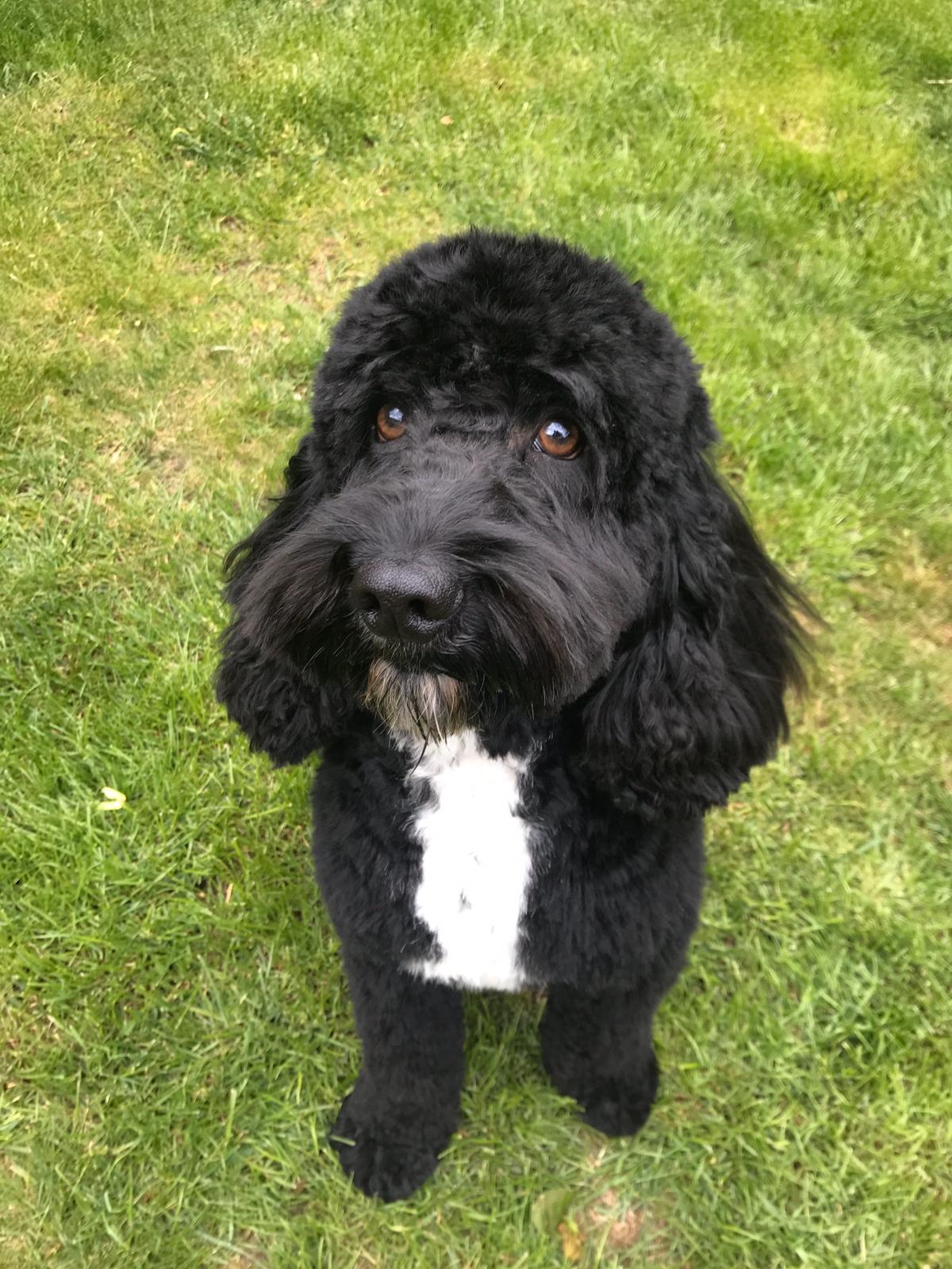 Black Male Cockapoo - Stud Dog in Watford, the United Kingdom | Breed ...