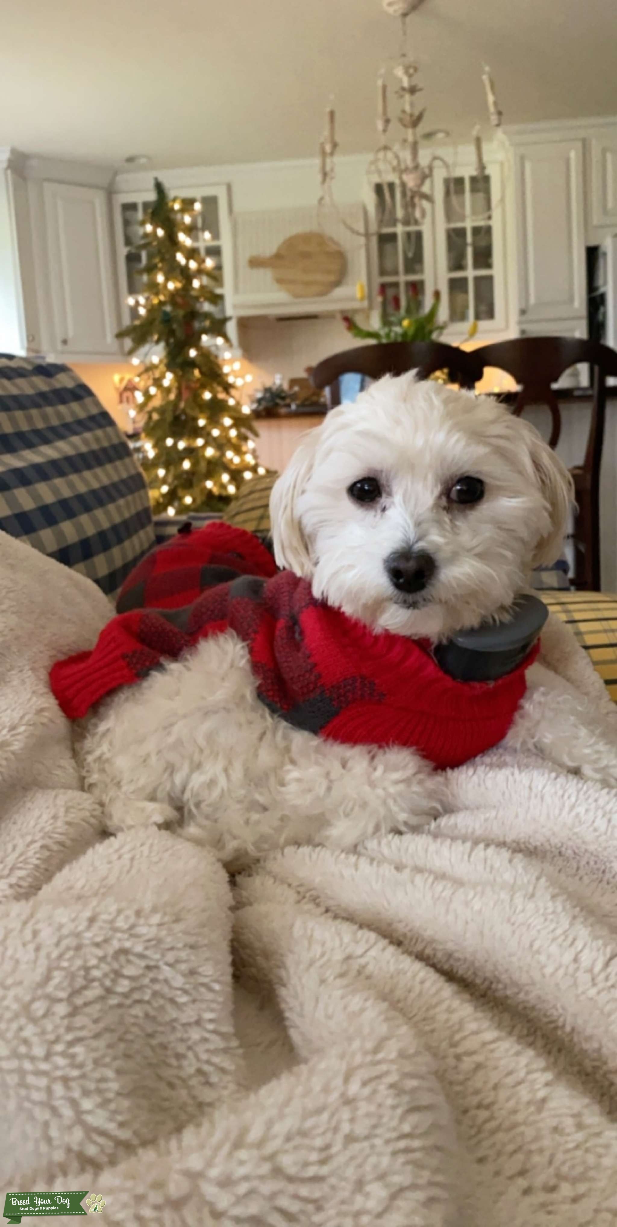 White Female Maltipoo - Stud Dog New Jersey - Breed Your Dog