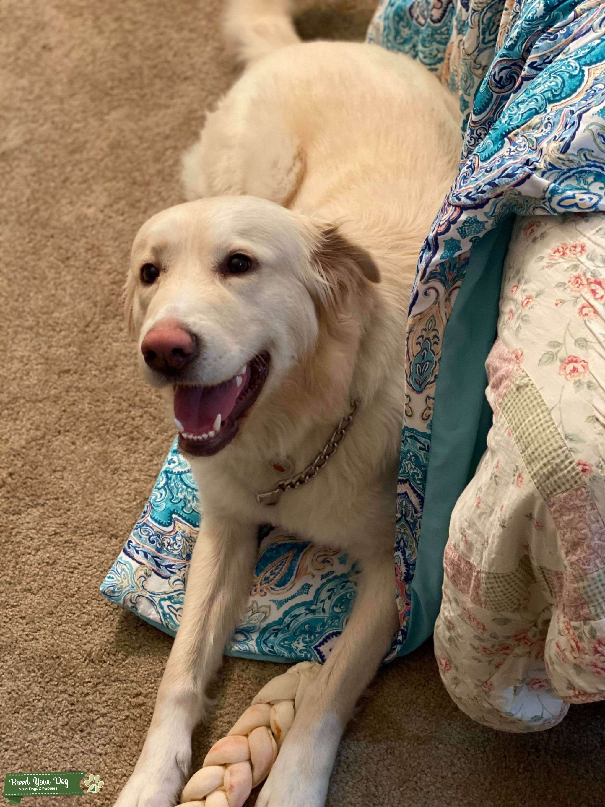 Cream colored Labrador and Australian Sheppard mix. - Stud Dog KY ...