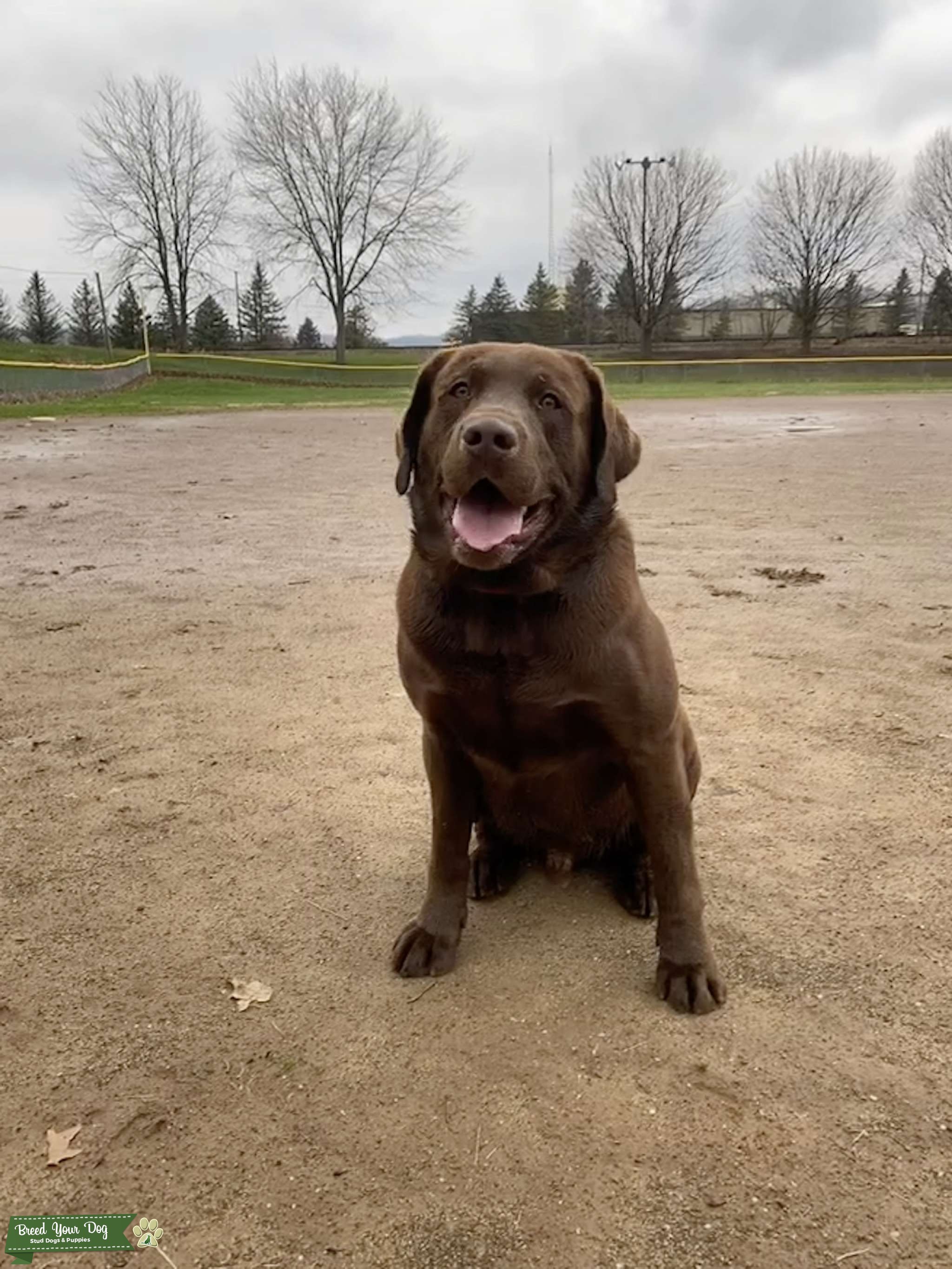 Chocolate Labrador Retriever Stud - Champion Bloodlines - Stud Dog in ...