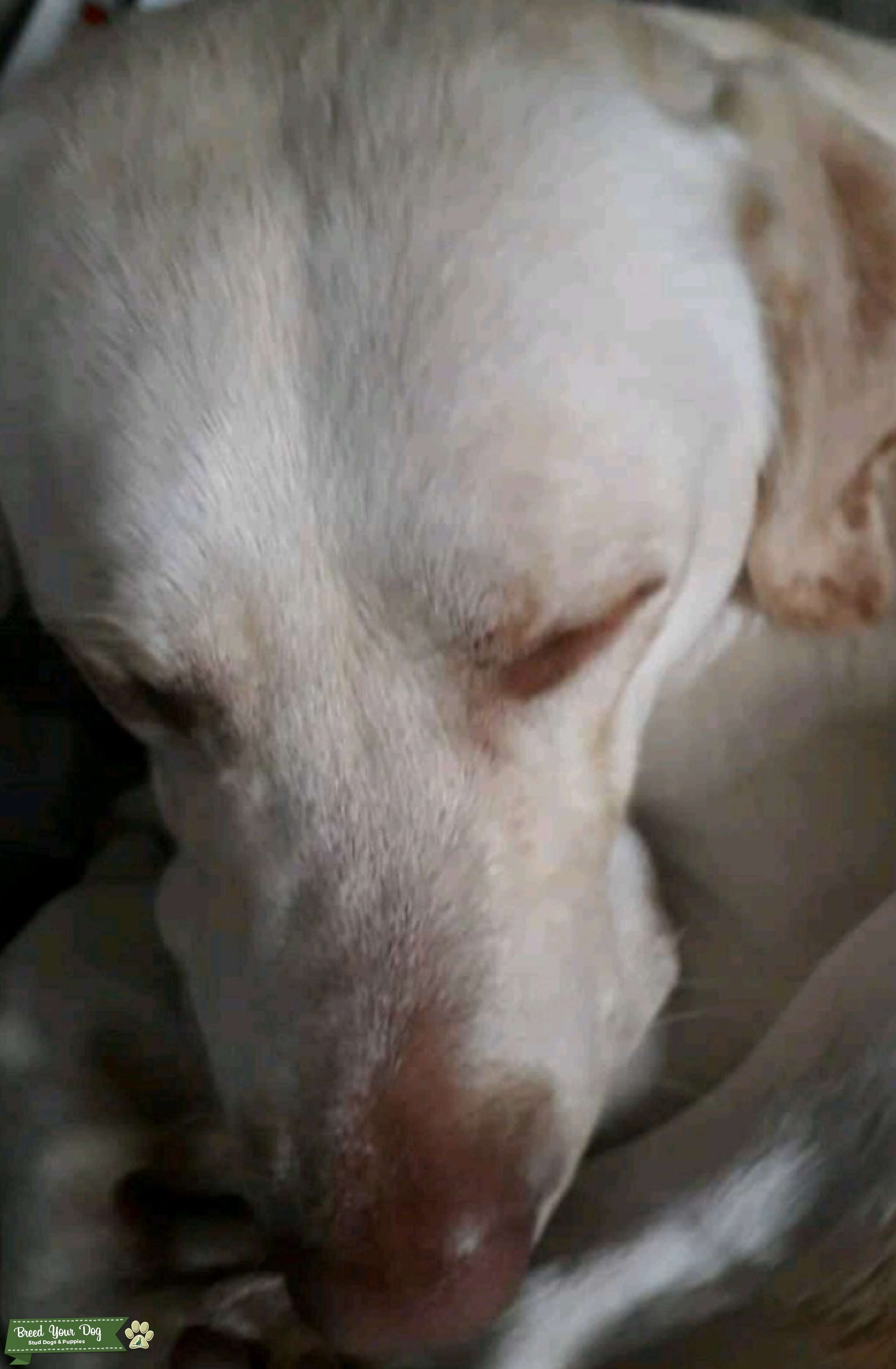 Yellow/white Labrador for stud - Stud Dog in Dorset , the United States ...