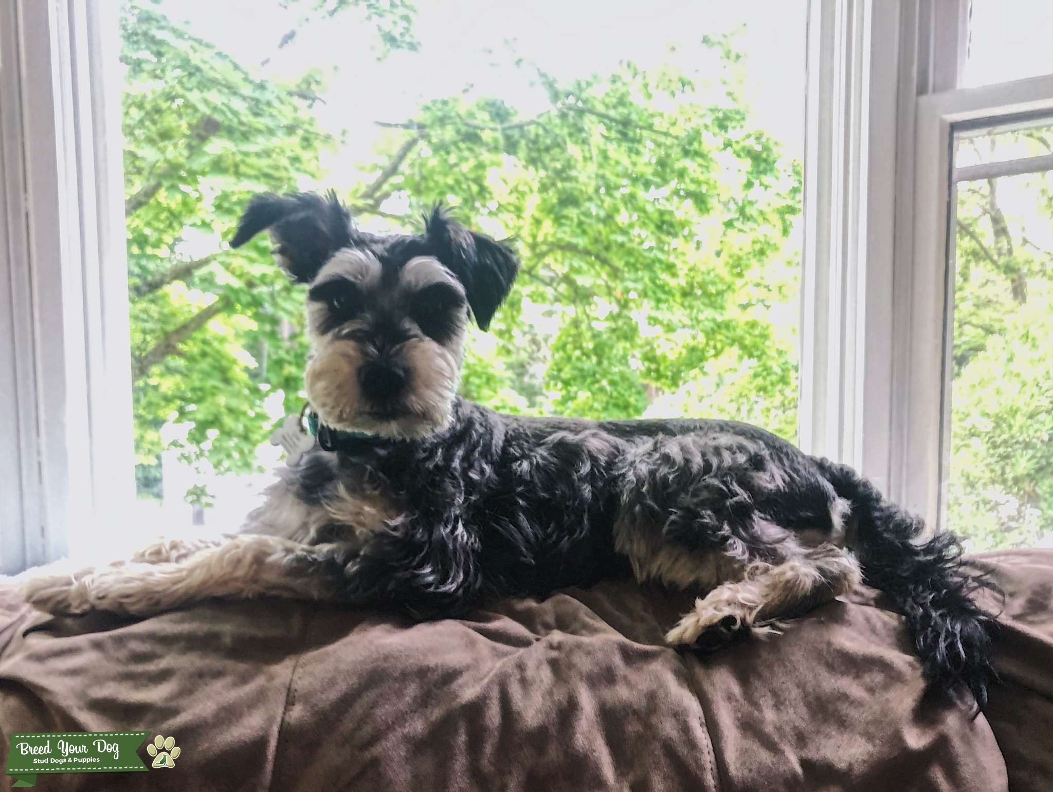 Black and Silver Schnauzer (Mini) - Stud Dog New Jersey - Breed Your Dog