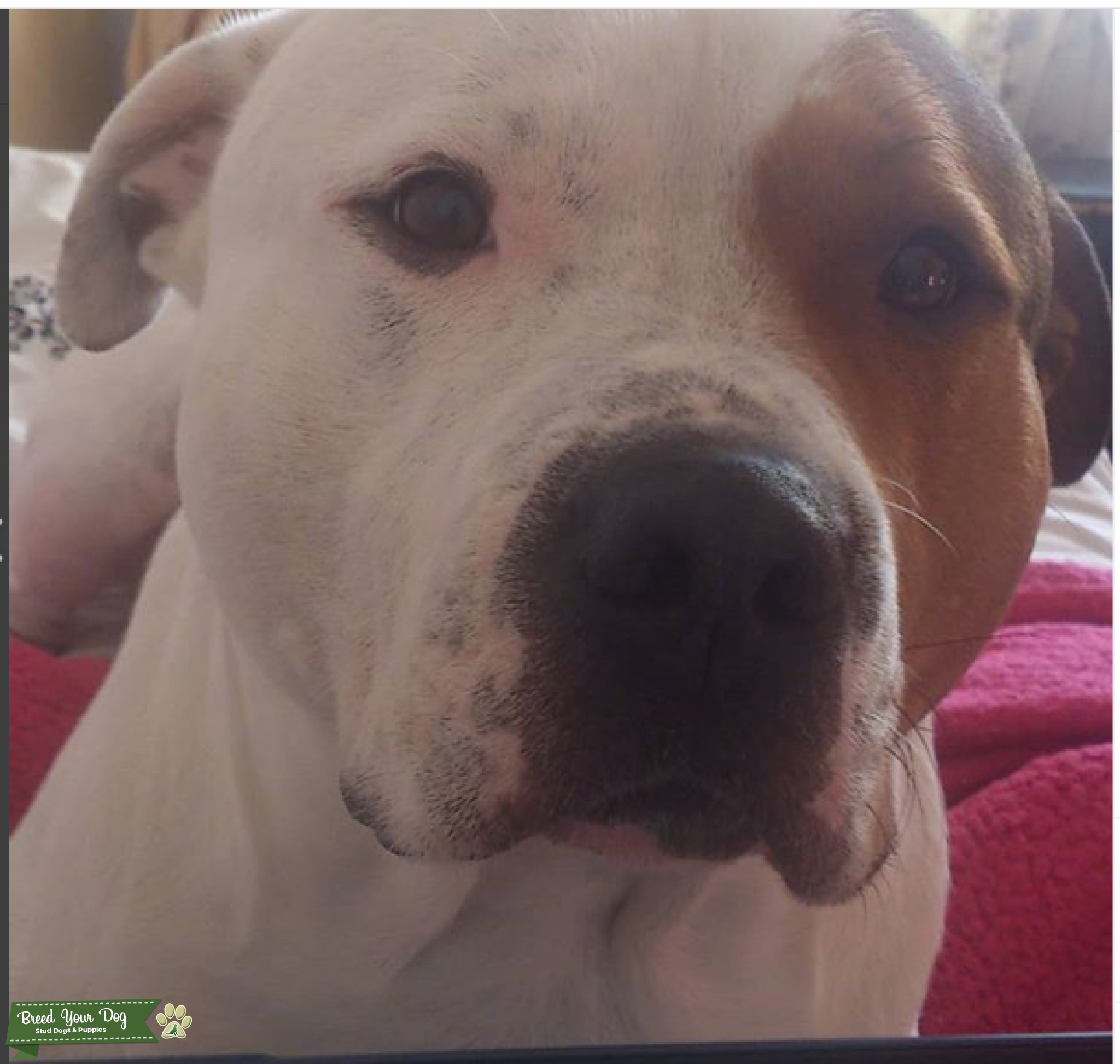 staffi x bulldog STUD - Stud Dog in Cambridgeshire, the United States ...