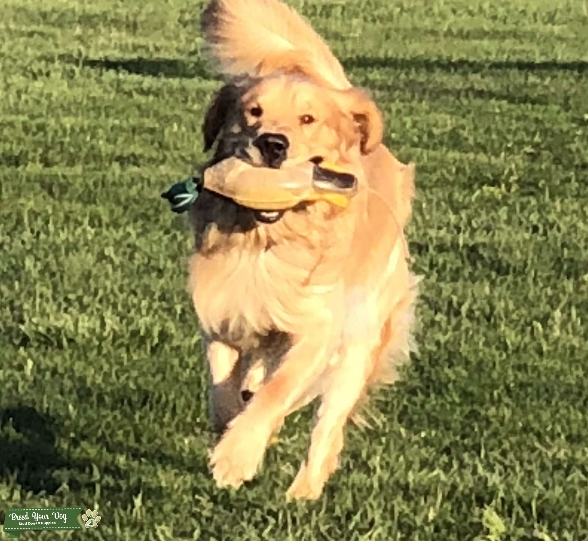 High End Big Body Stud - Stud Dog in Illinois [IL], the United States ...