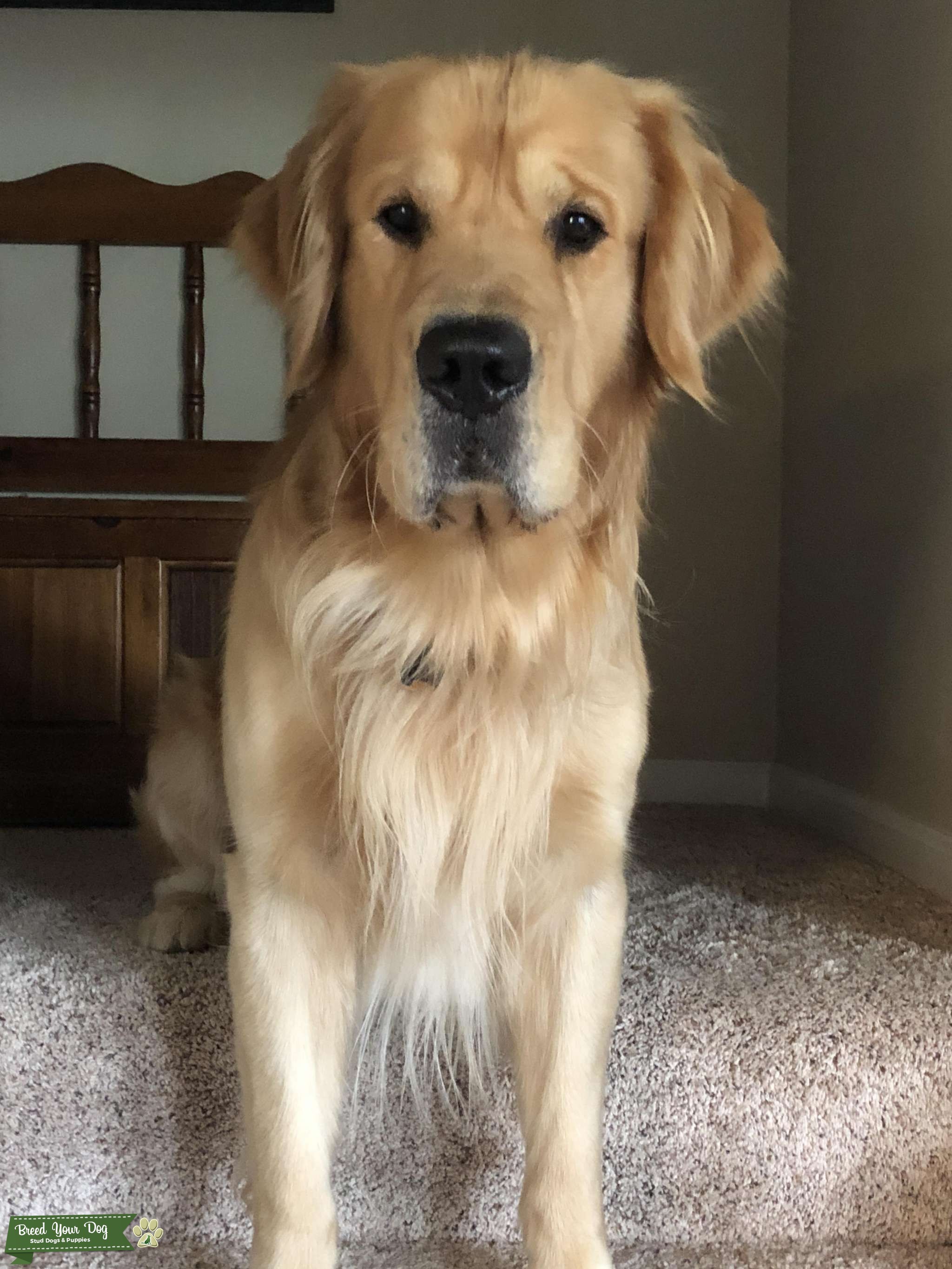 High End Big Body Stud - Stud Dog in Illinois [IL], the United States ...