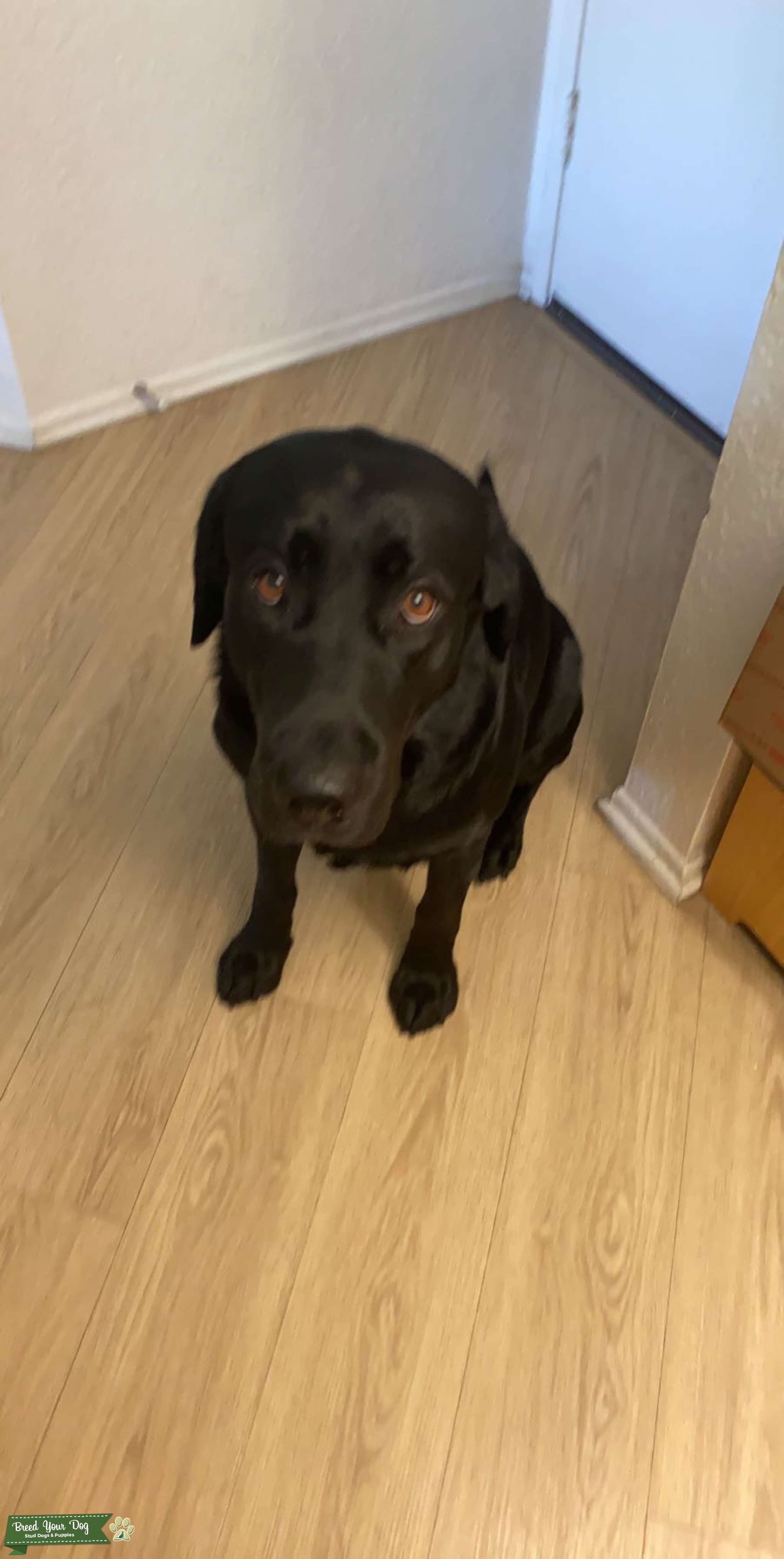 Akc Black purebred Labrador stud CA - Stud Dog in CA, United States ...