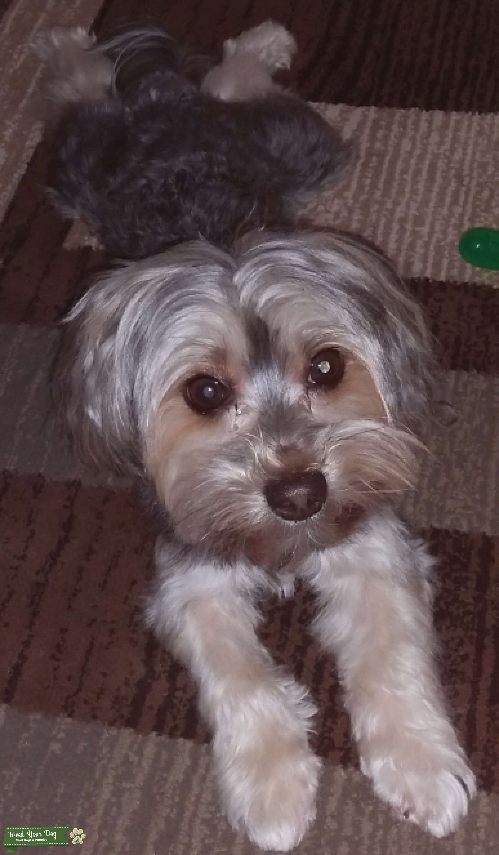 black and silver Morkie looking to stud for a pick of the liter - Stud ...