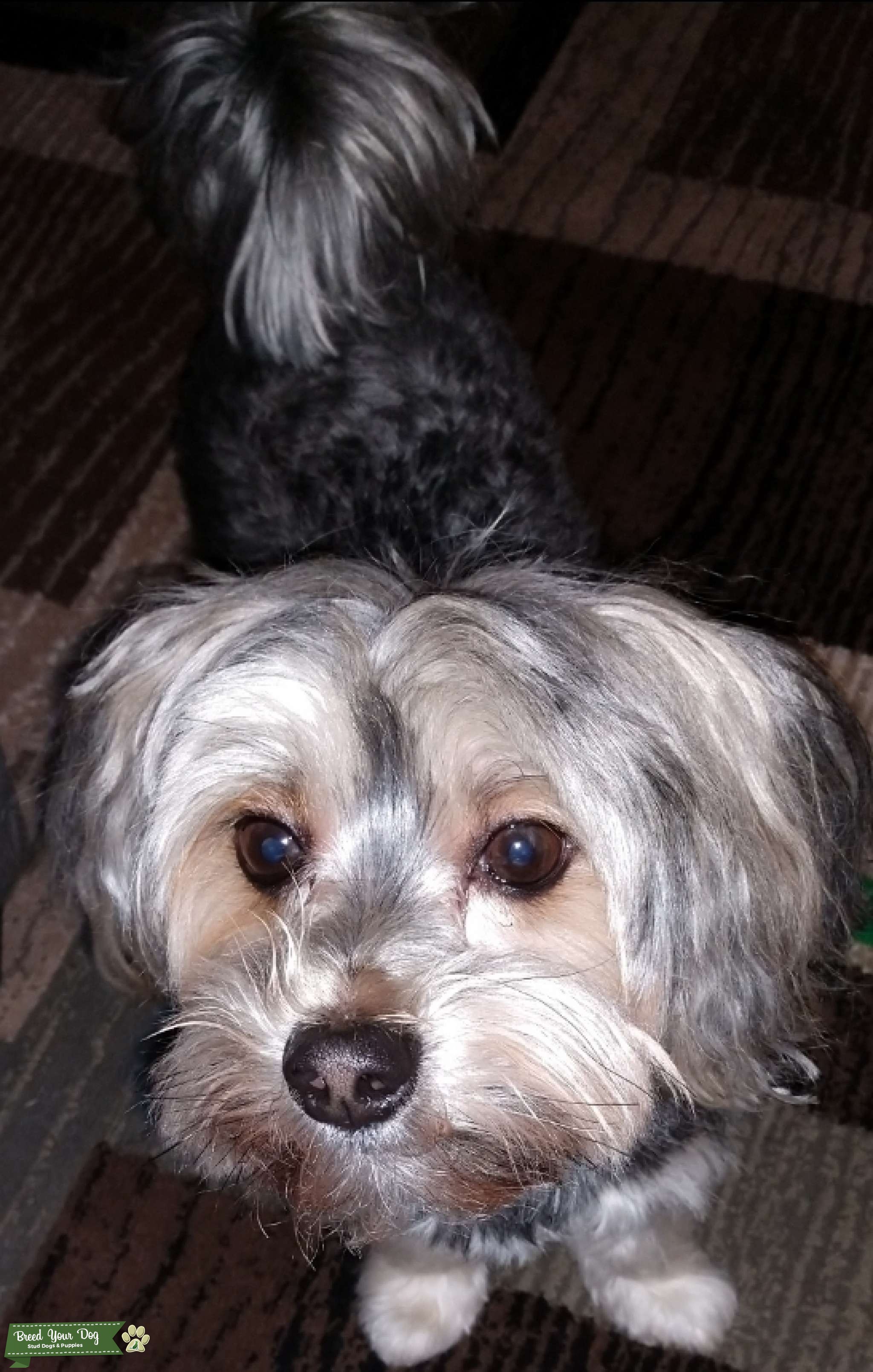 black and silver Morkie looking to stud for a pick of the liter - Stud ...