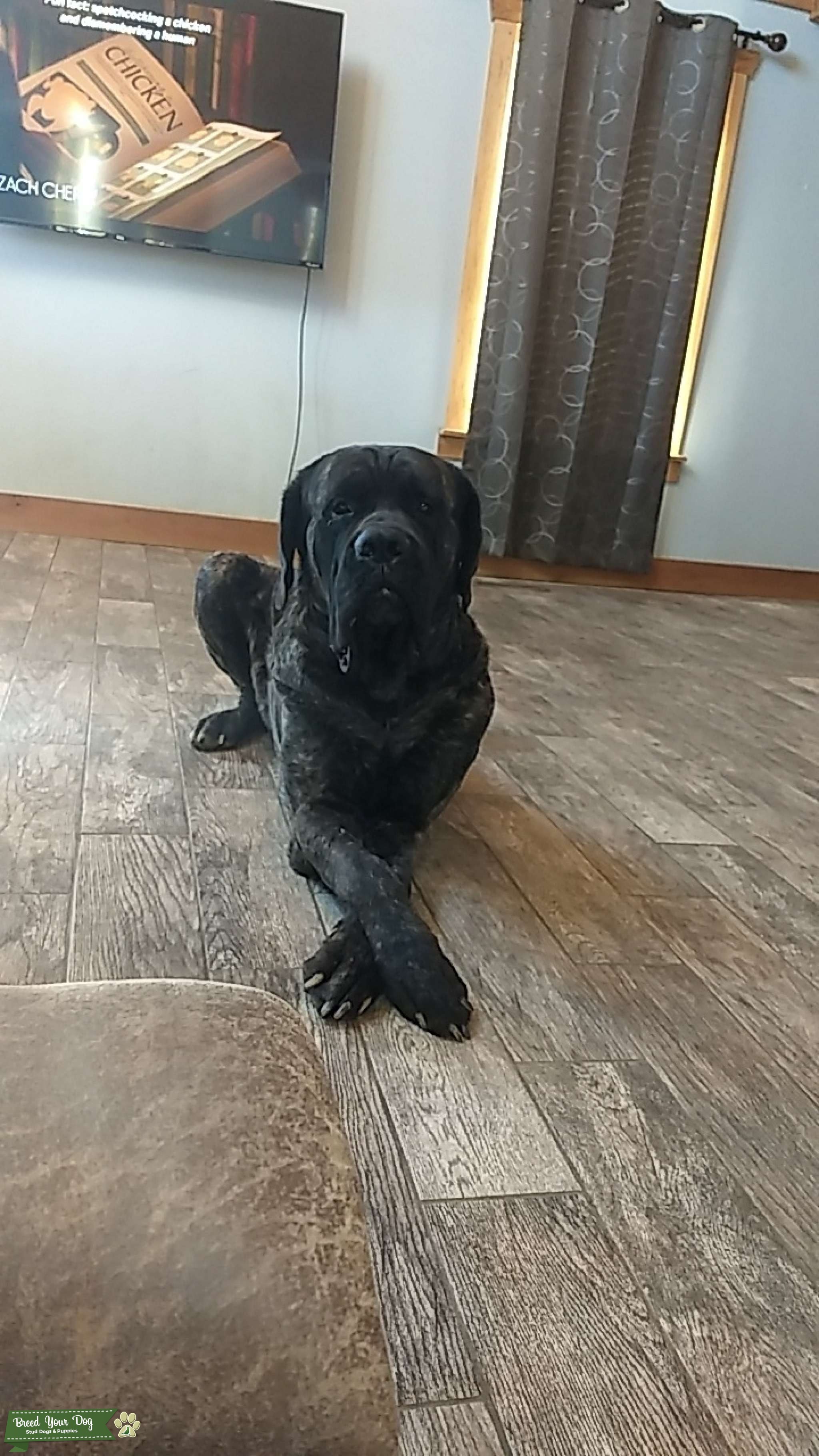 English Mastiff - Stud Dog in Tennessee, the United States | Breed Your Dog