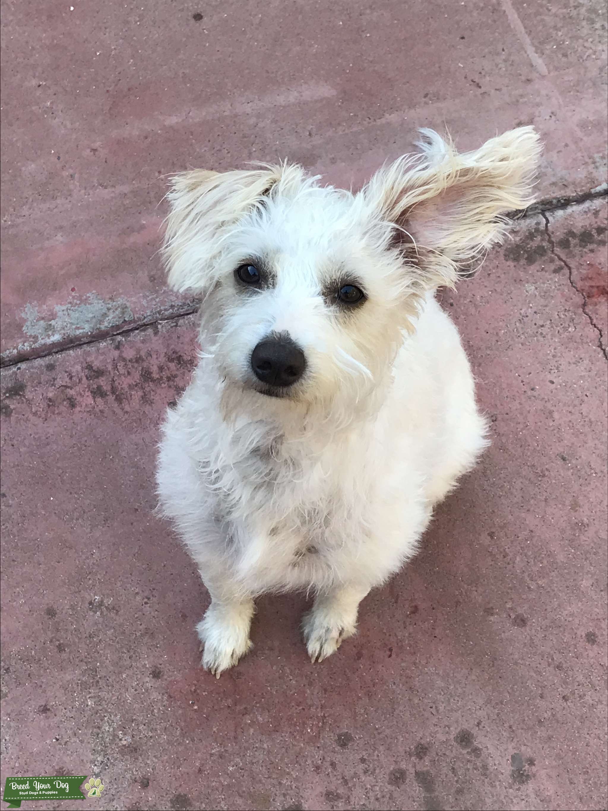 puddle - Stud Dog in California, the United States | Breed Your Dog