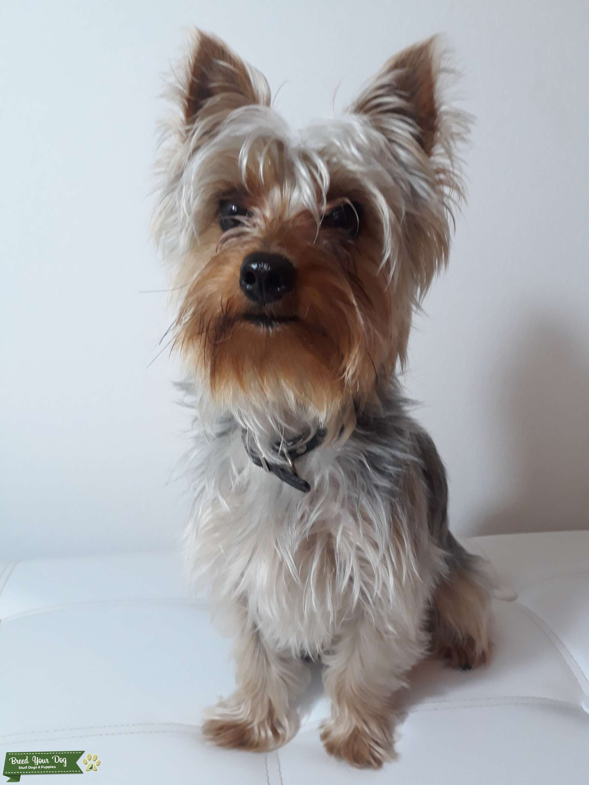 Healthy Yorkshire Terrier Stud - Stud Dog in Topeka, Kansas , the ...