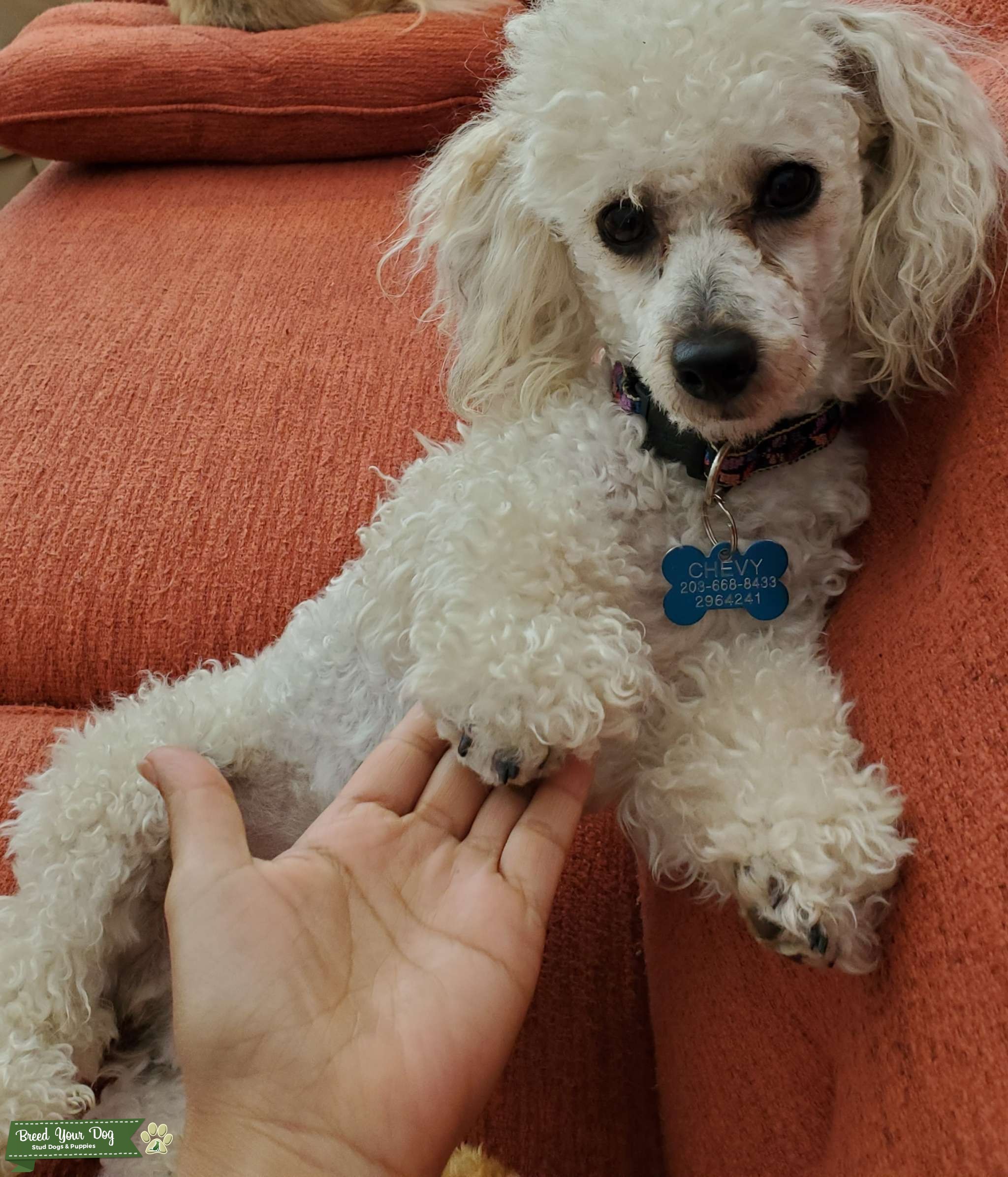 White with light brown spots poodle - Stud Dog in NC, the United States ...