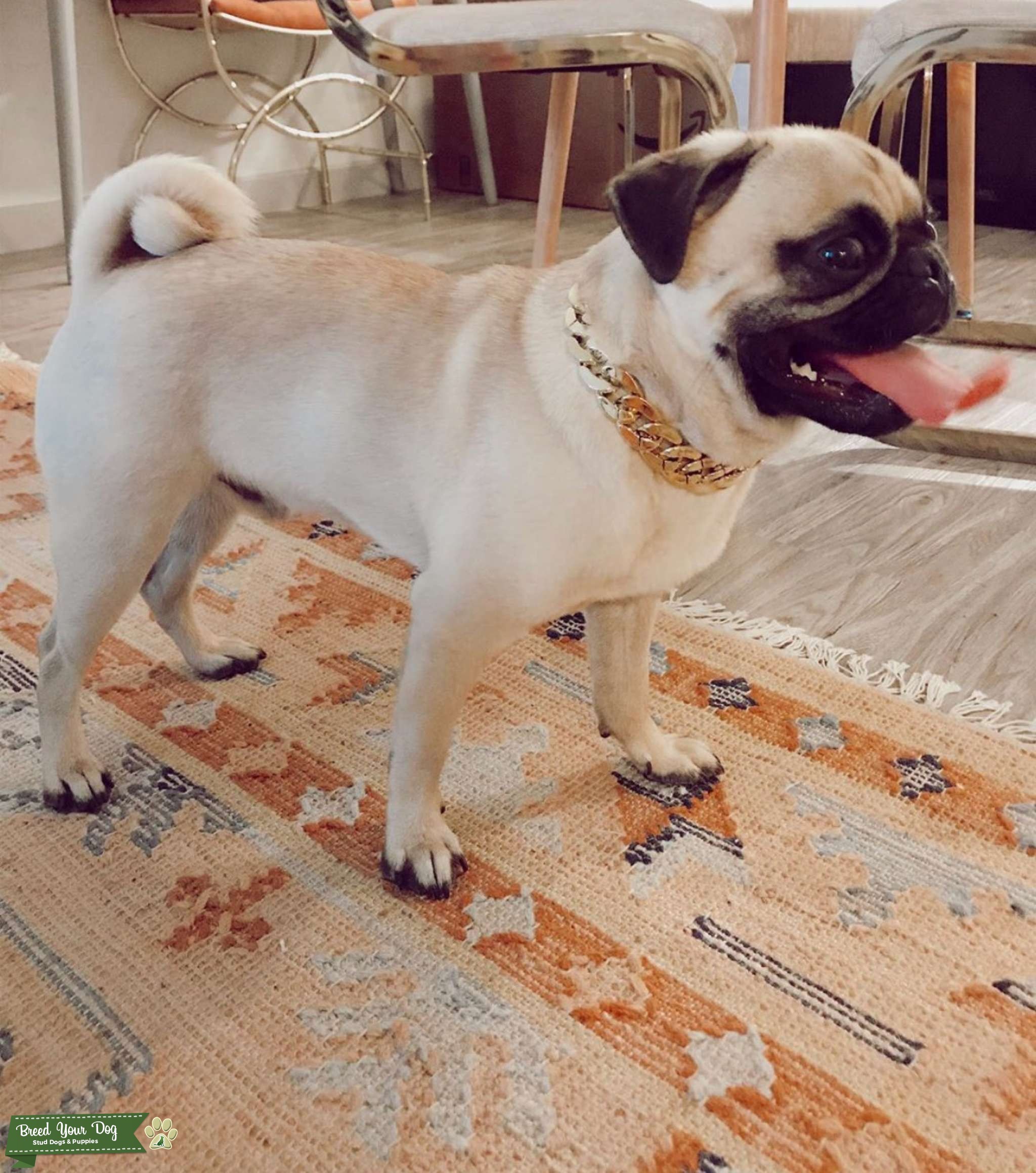 AKC Registered Fawn Pug - Stud Dog in 8, United States | Breed Your Dog