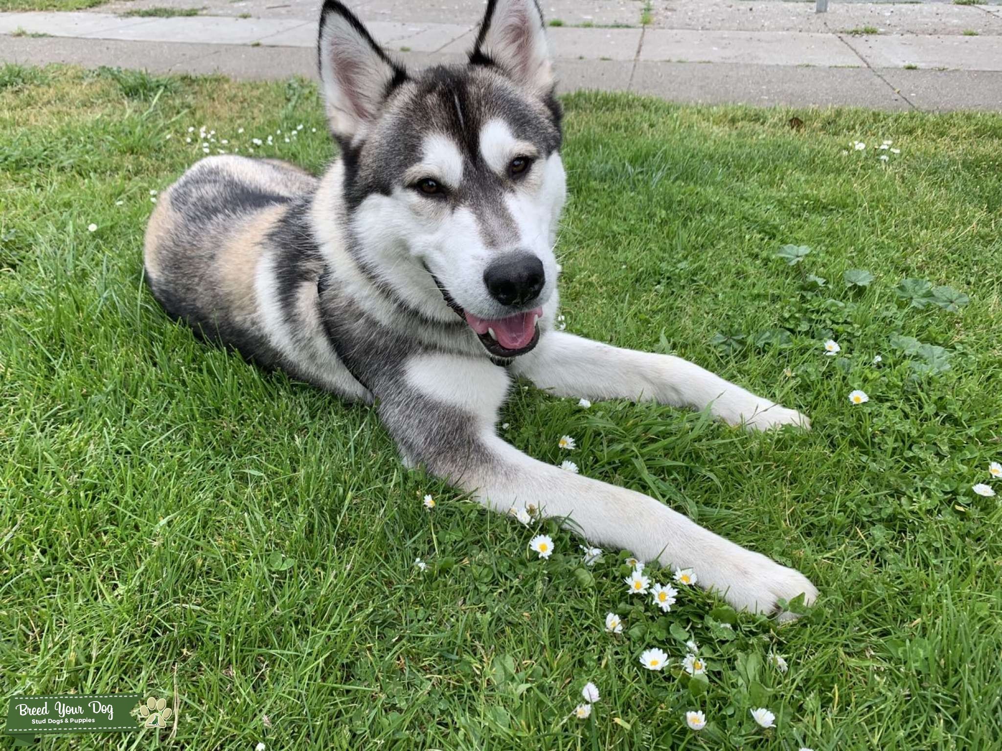Handsome Siberian Husky - Stud Dog in CA, the United States | Breed ...