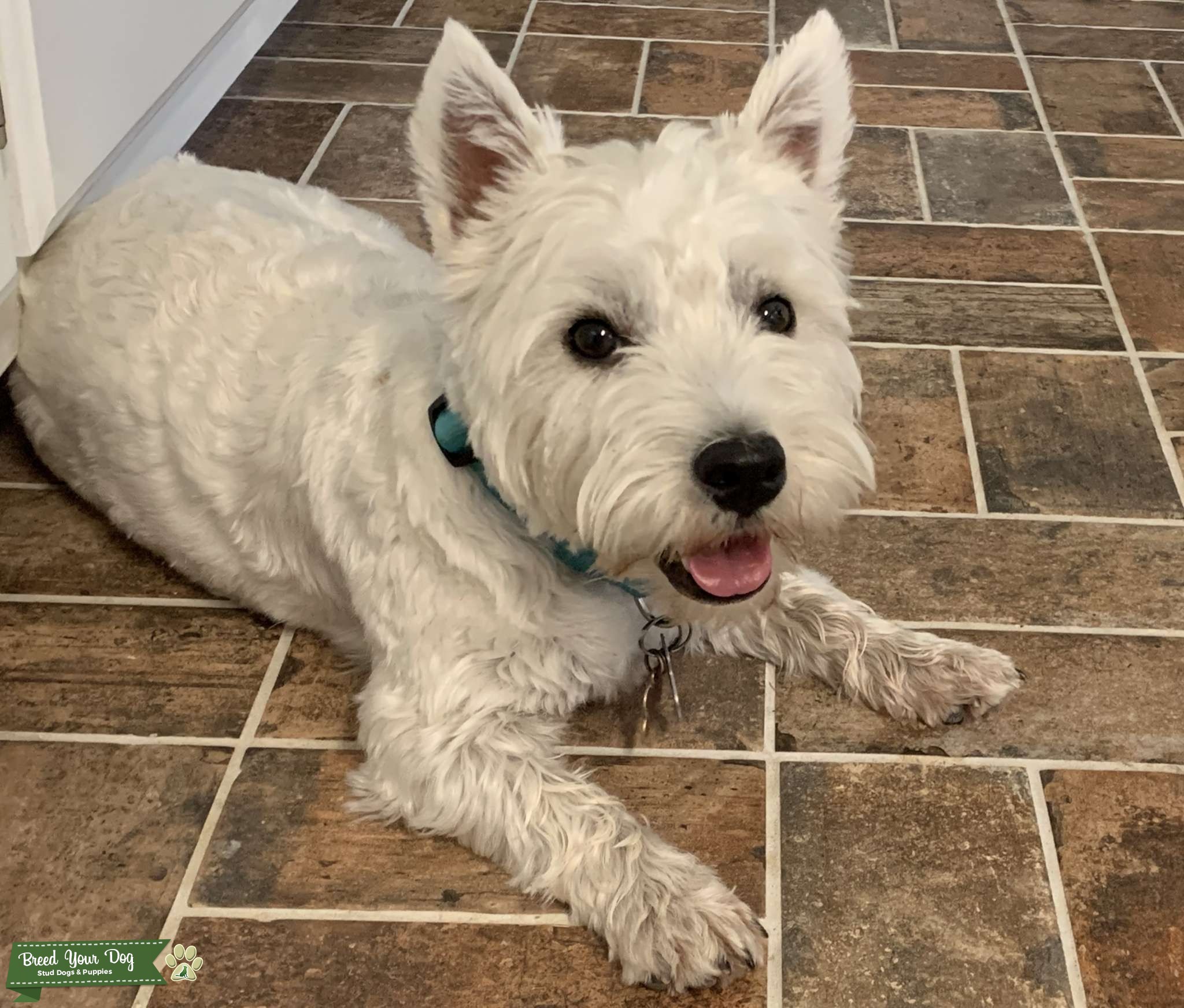 White West Highlander Terrier - Stud Dog in Southwestern US , Central ...