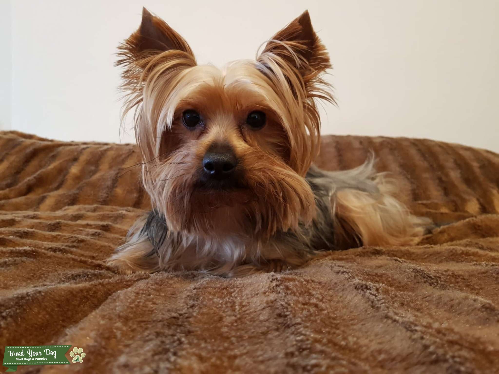 Yorkshire Terrier For Stud - Stud Dog in East London, the United ...
