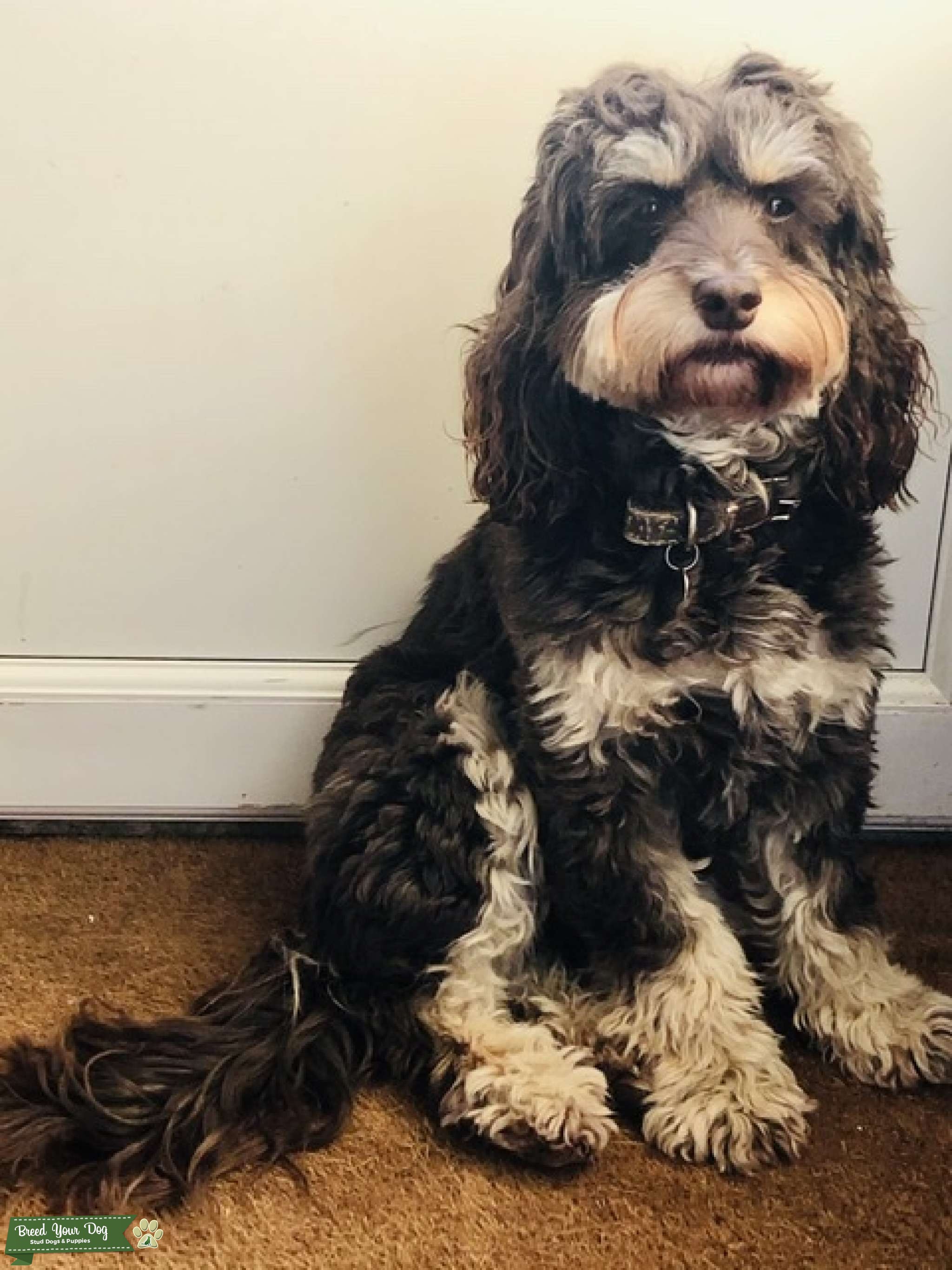 Need Cockerpoo stud - Stud Dog Cambridge - Breed Your Dog