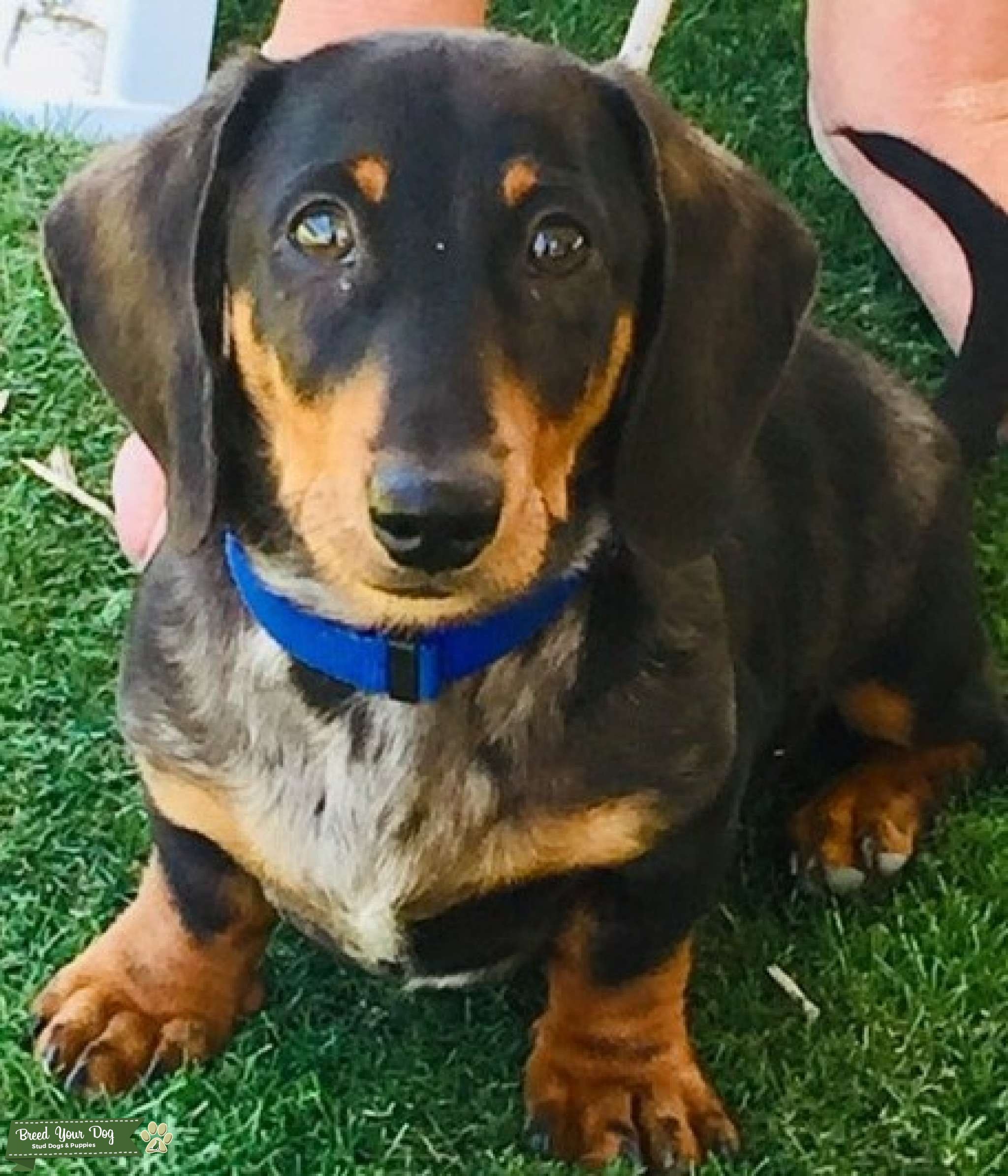 Miniature Dachshund Black and Tan Available for Stud - Stud Dog Perth ...