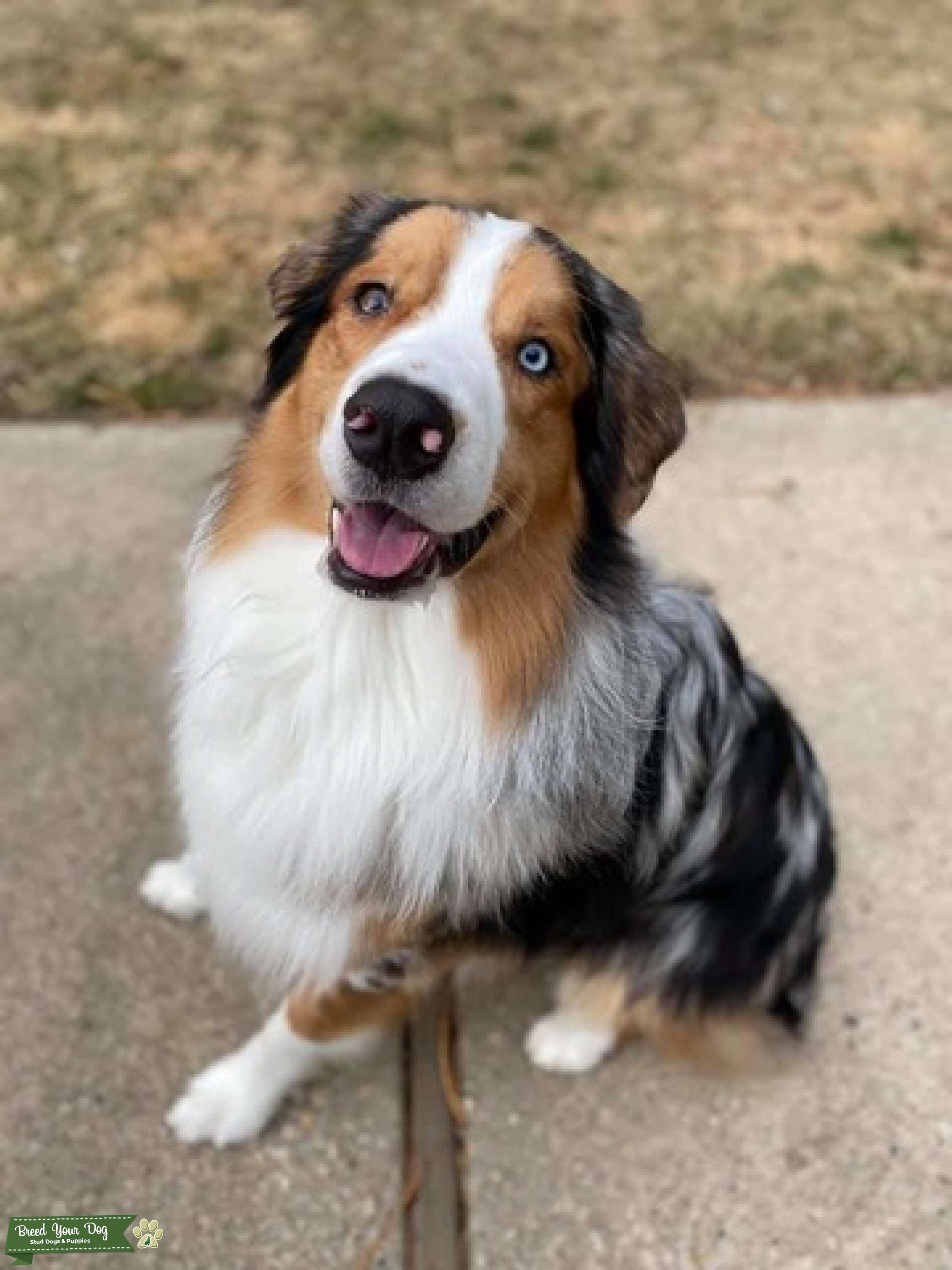 Blue Merle Bi-Eyed Australian Shepherd - Stud Dog in NY, United States ...