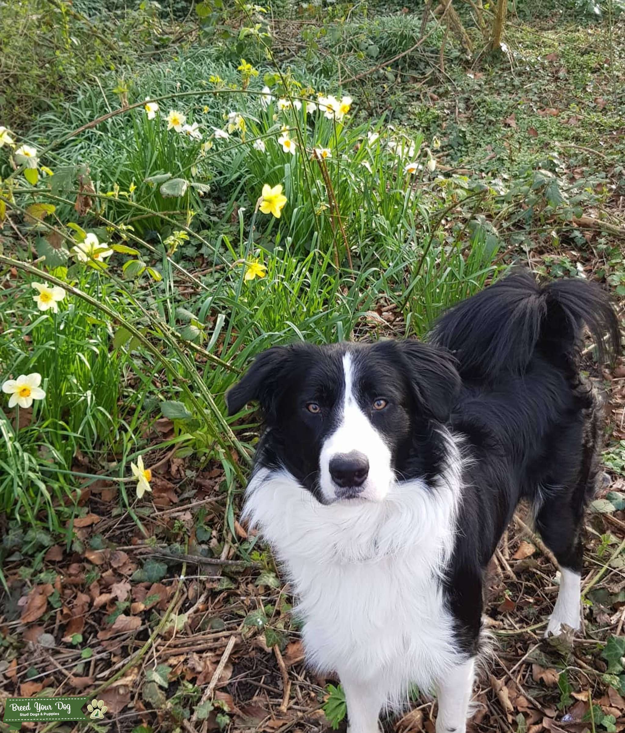 Male Border Collie for Stud - Stud Dog in Lincolnshire , Australia ...