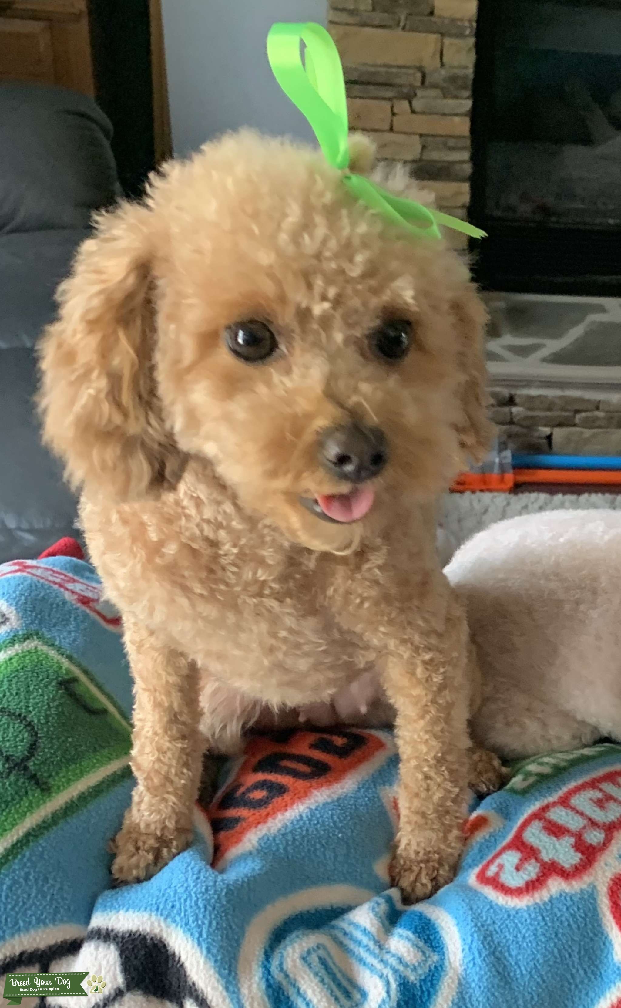 Tink wants a friend! But she is very particular! - Stud Dog in ...