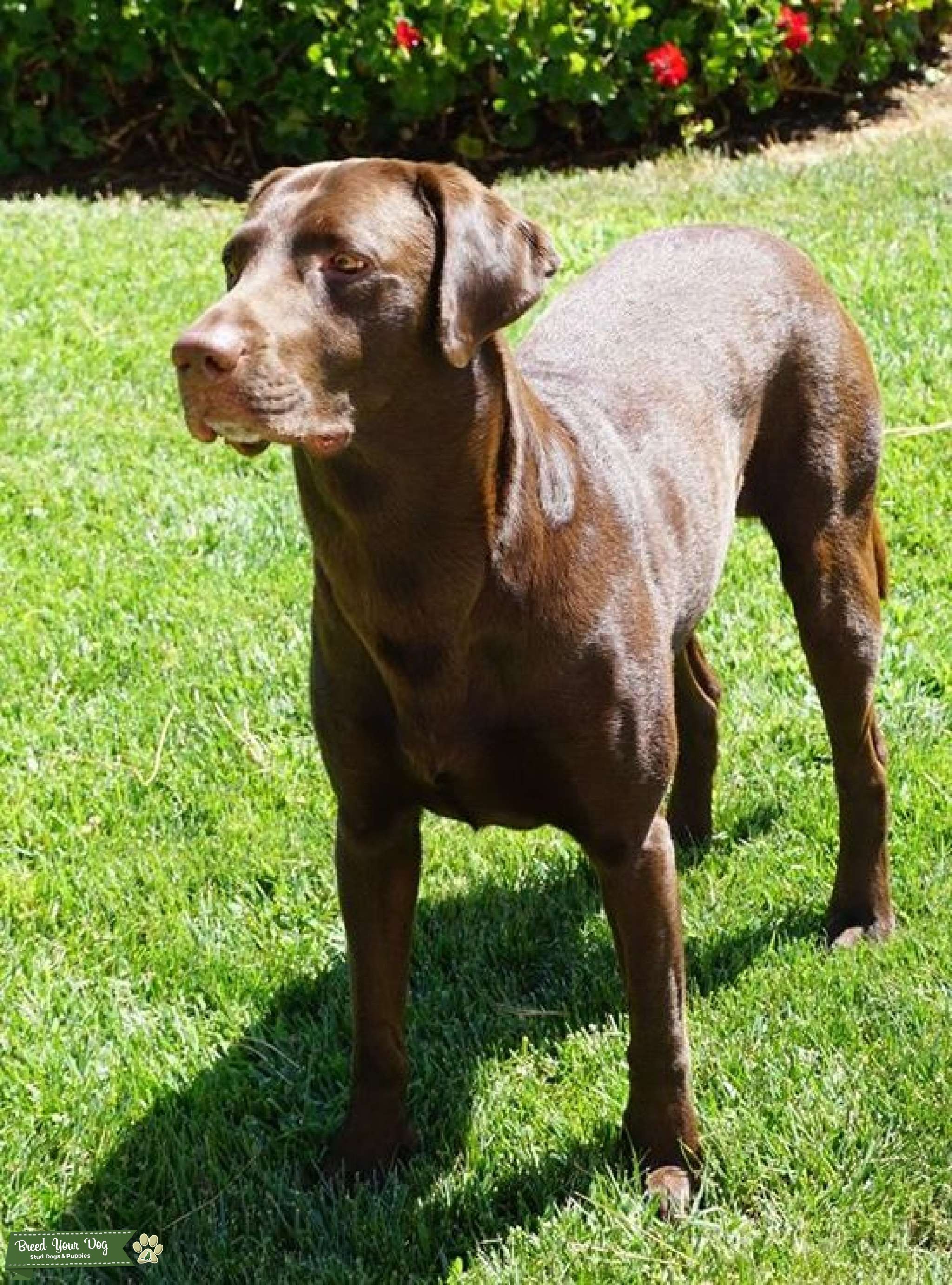 Unregistered AKC Chocolate Lab 3 1/2 yr male stud for Standard Poodle ...