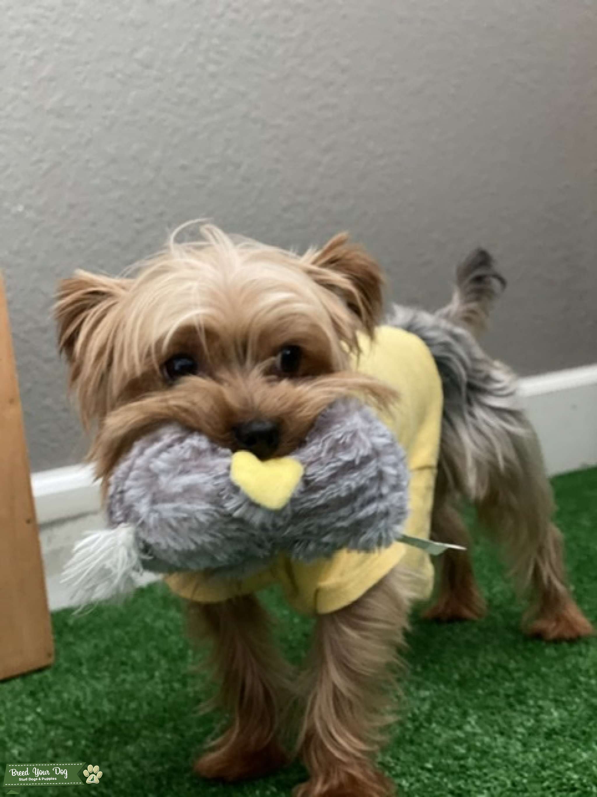 Yorkie Stud - Stud Dog in California , United States | Breed Your Dog