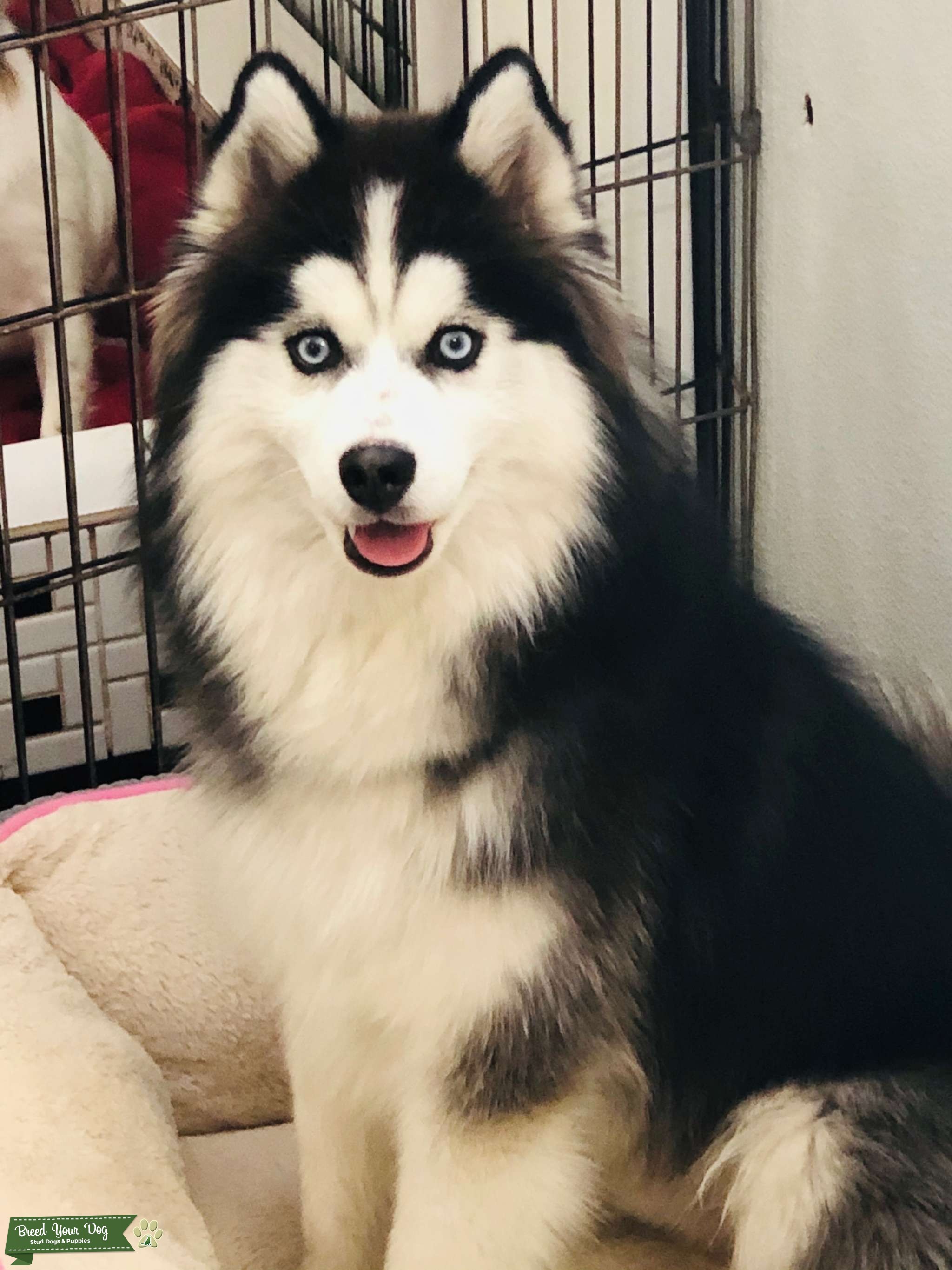 Handsome Blue eye Pomsky - Stud Dog in Southern California , Malaysia ...