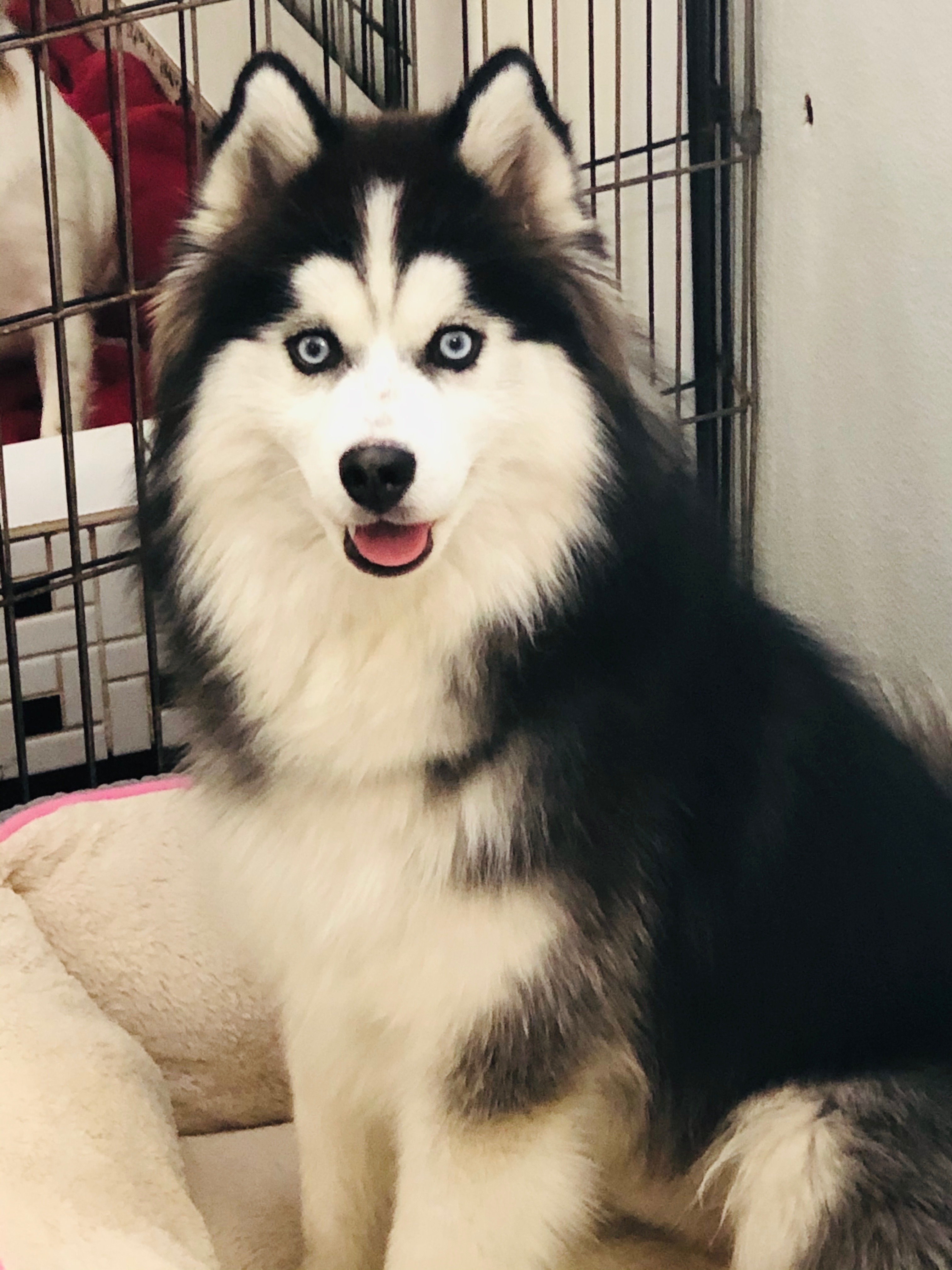 Handsome Blue eye Pomsky - Stud Dog in Southern California , United ...