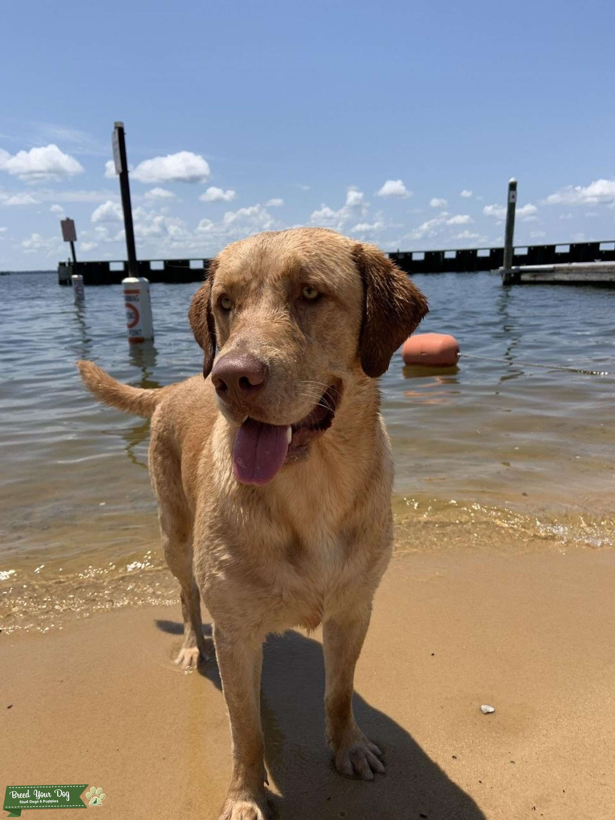 Yellow Labrador - Stud Dog in South Carolina , Mexico | Breed Your Dog
