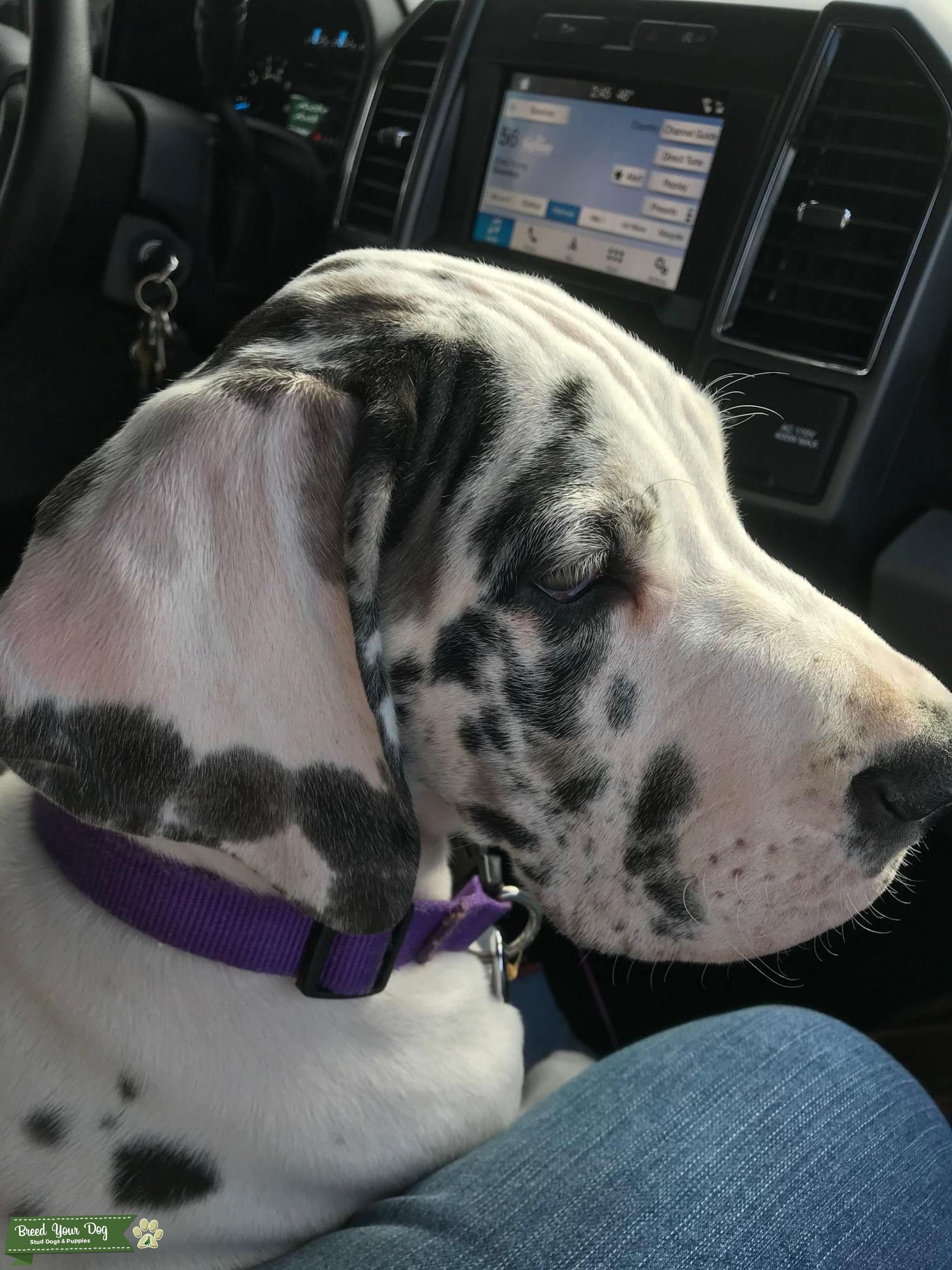 STUD EUROPEAN GREAT DANE - Stud Dog Tennessee - Breed Your Dog