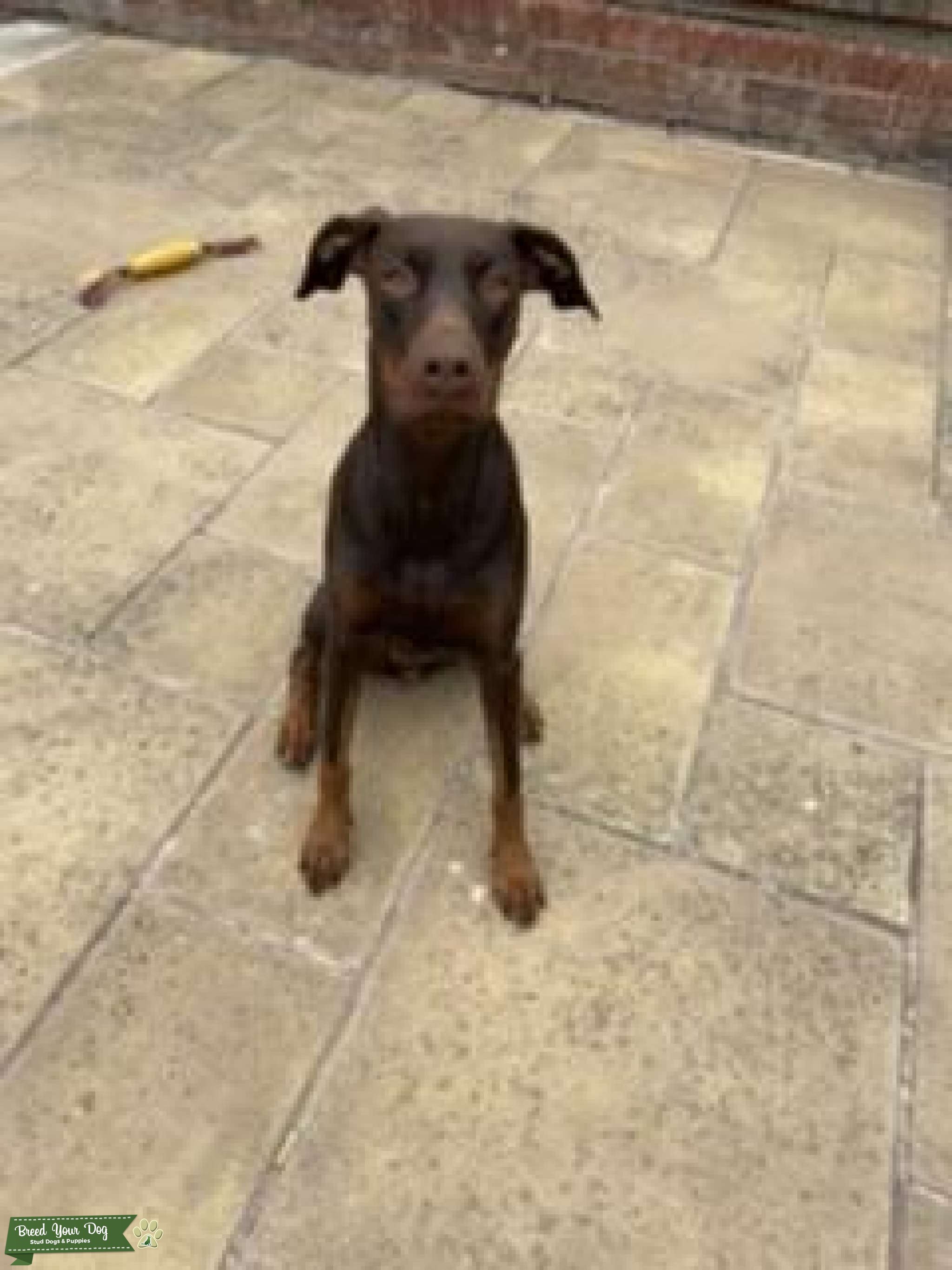 Female Doberman - Stud Dog in Nottingham , the United States | Breed ...