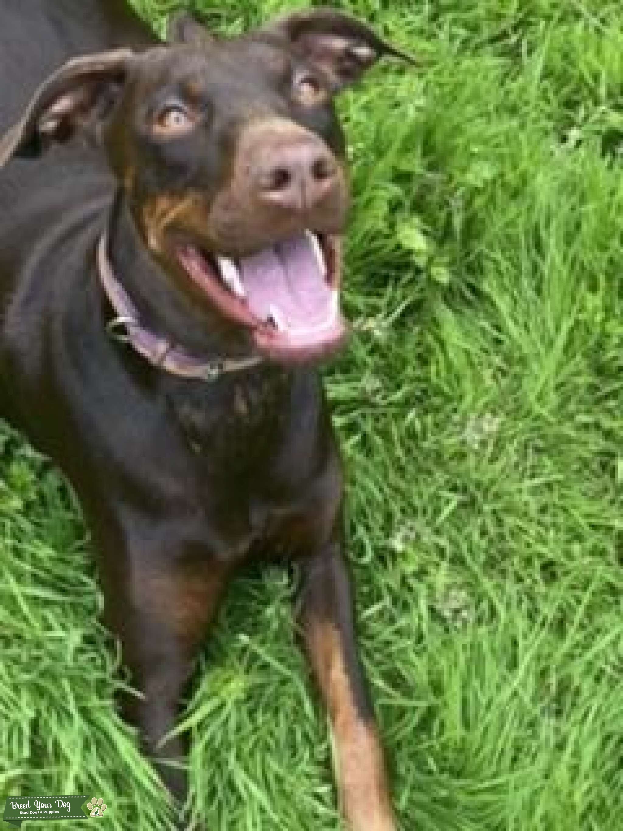 Female Doberman - Stud Dog in Nottingham , the United States | Breed ...