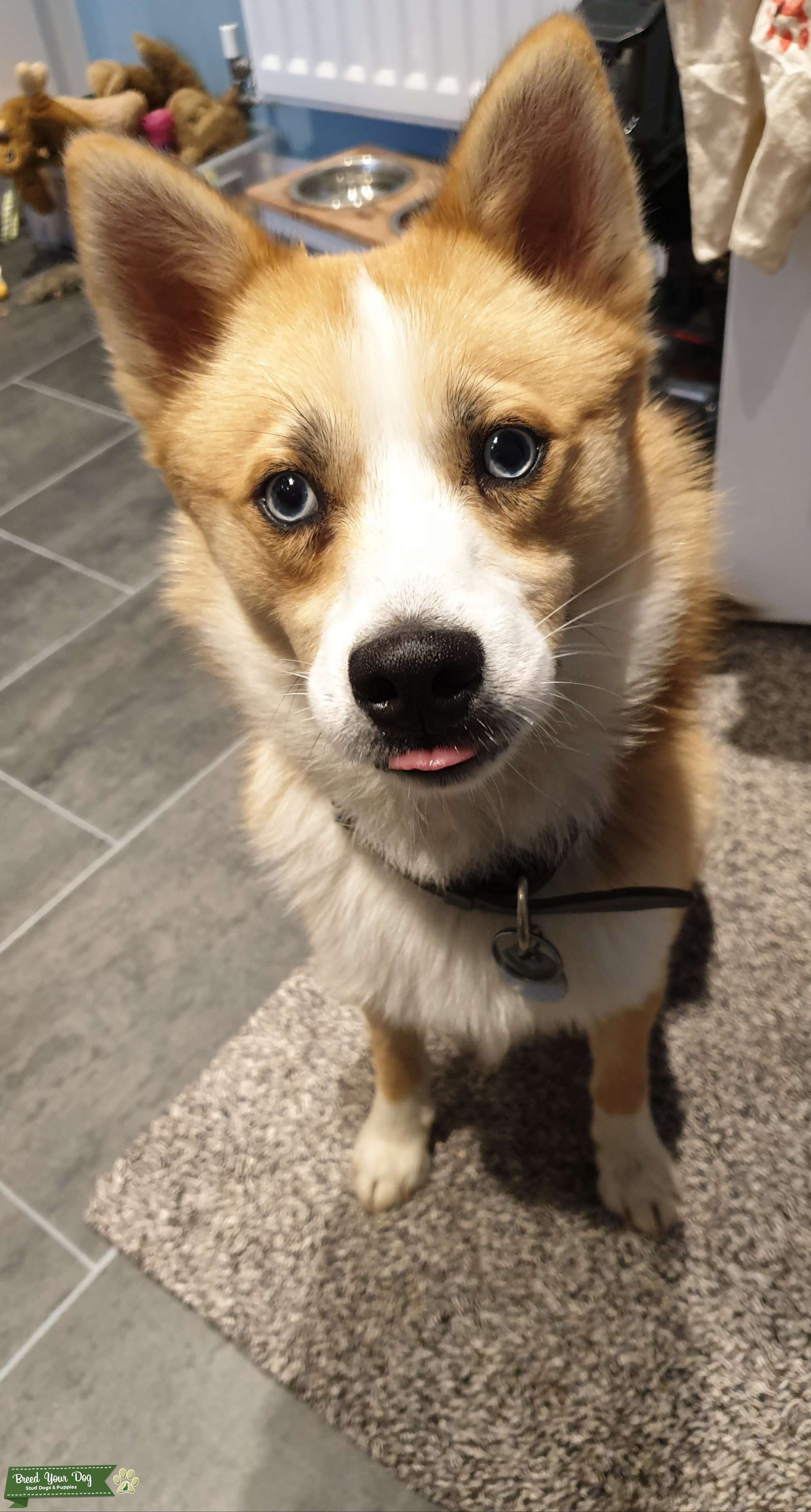 Pomsky stud dog - Stud Dog in Wiltshire, United States | Breed Your Dog