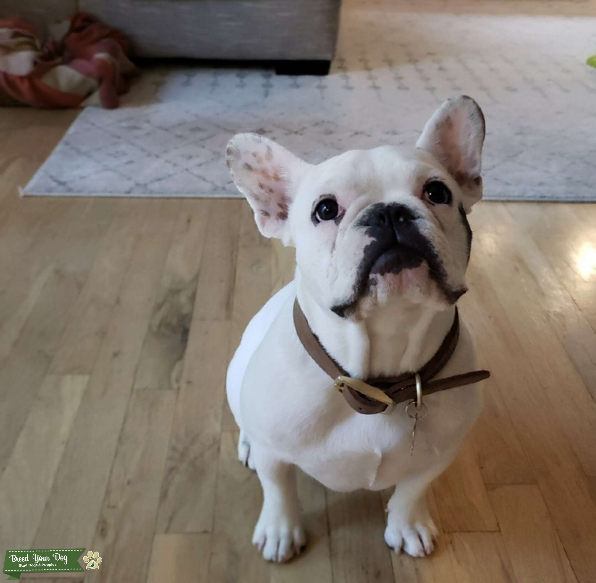 White Frenchie Stud - Stud Dog in Colorado, the United States | Breed ...