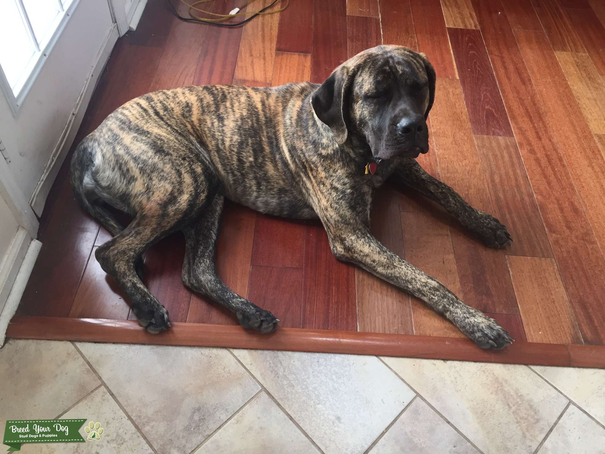 At What Age Does A English Mastiff Go Into Heat