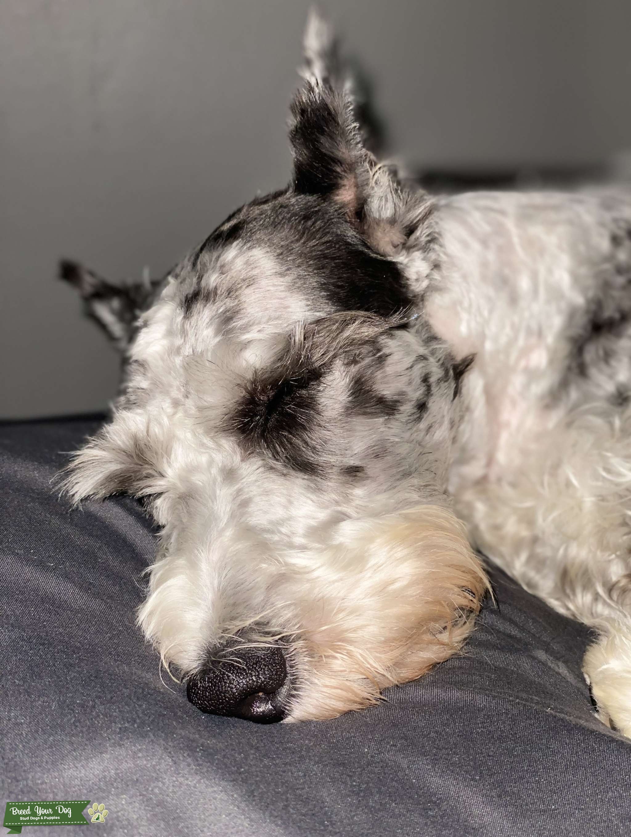 Purebred Mini Schnauzer - Stud Dog in North Central Florida , Australia ...