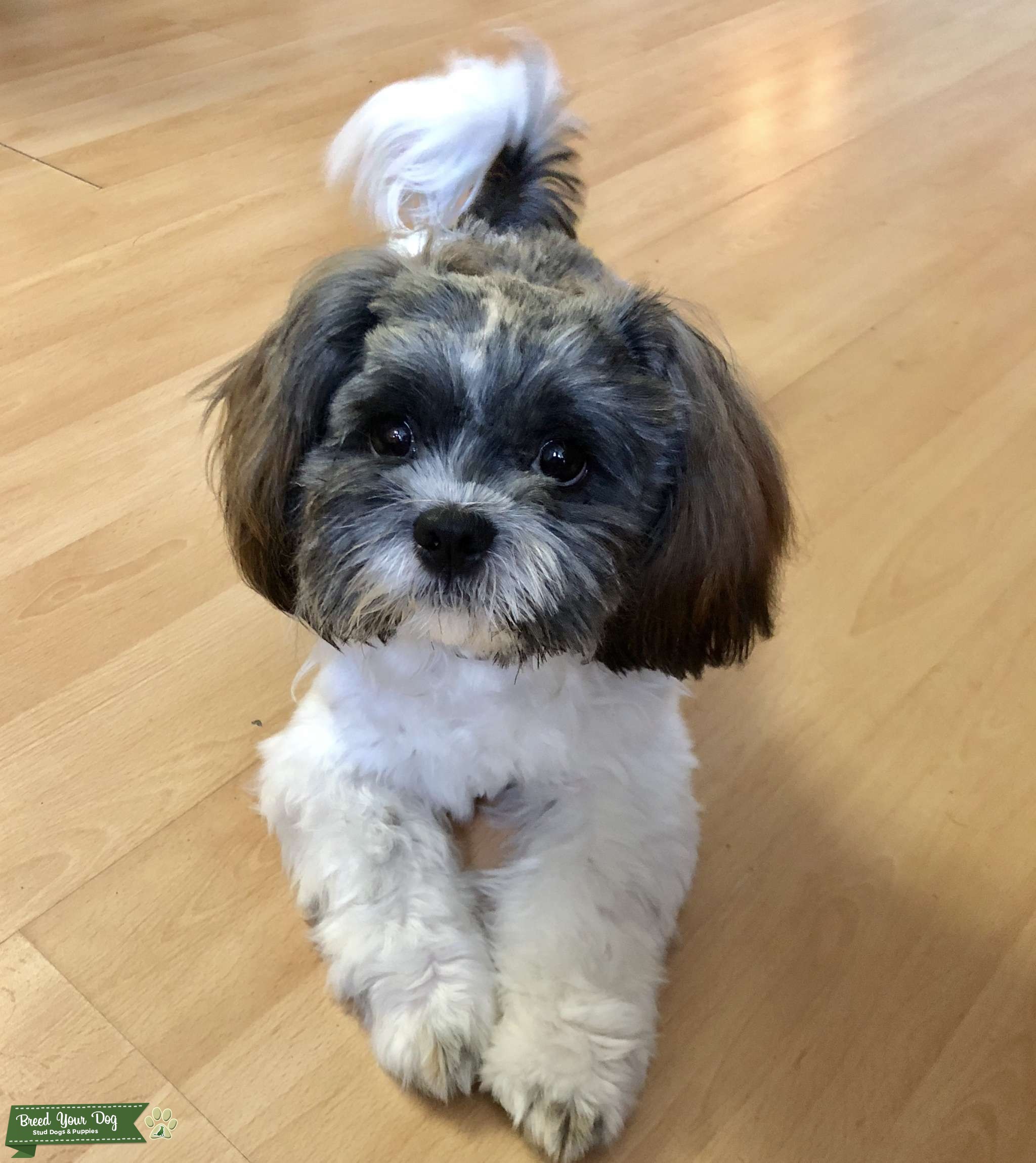 Beautiful and playful Male Shih Tzu in need of Female - Stud Dog ...