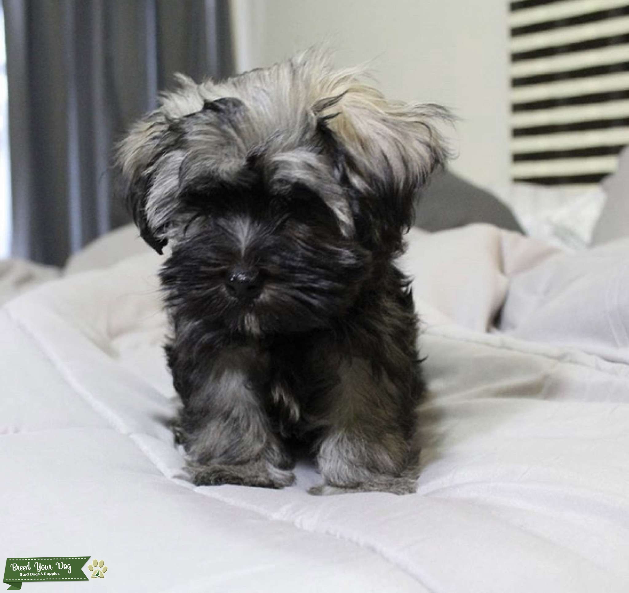 Lovable Havanese Female looking to find a stud - Stud Dog South/midwest ...