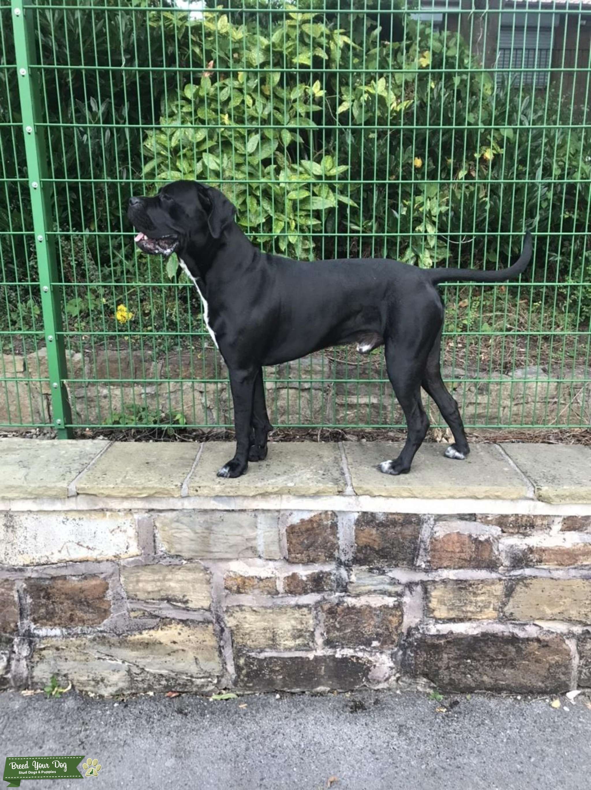 Cane corso stud - Stud Dog in Derbyshire , United States | Breed Your Dog