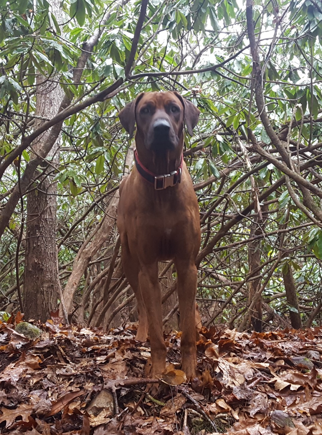 OFA Certified Hips & Elbows - DNA Tested - South African Sire - Red ...