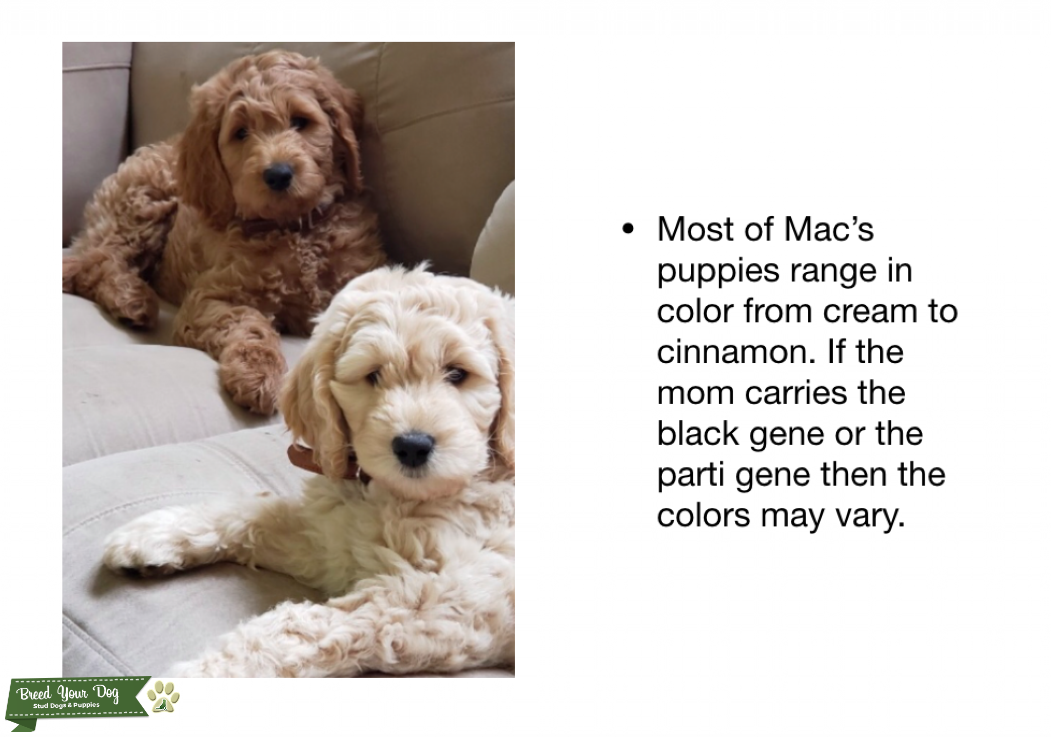 F1 Golden Doodle - Stud Dog in North Georgia, Thailand | Breed Your Dog