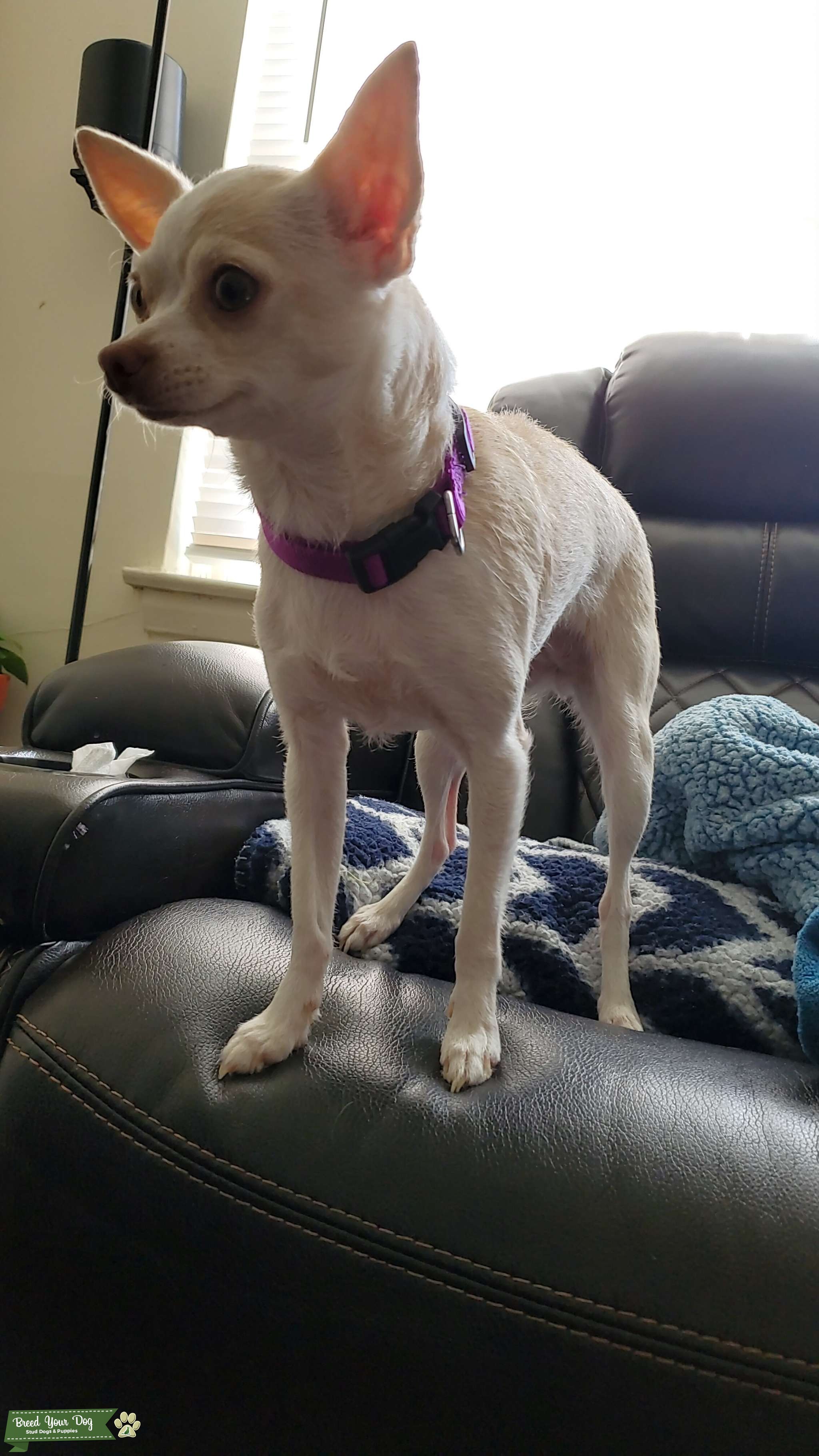 Female chihuahua - Stud Dog in Maryland, South Africa | Breed Your Dog