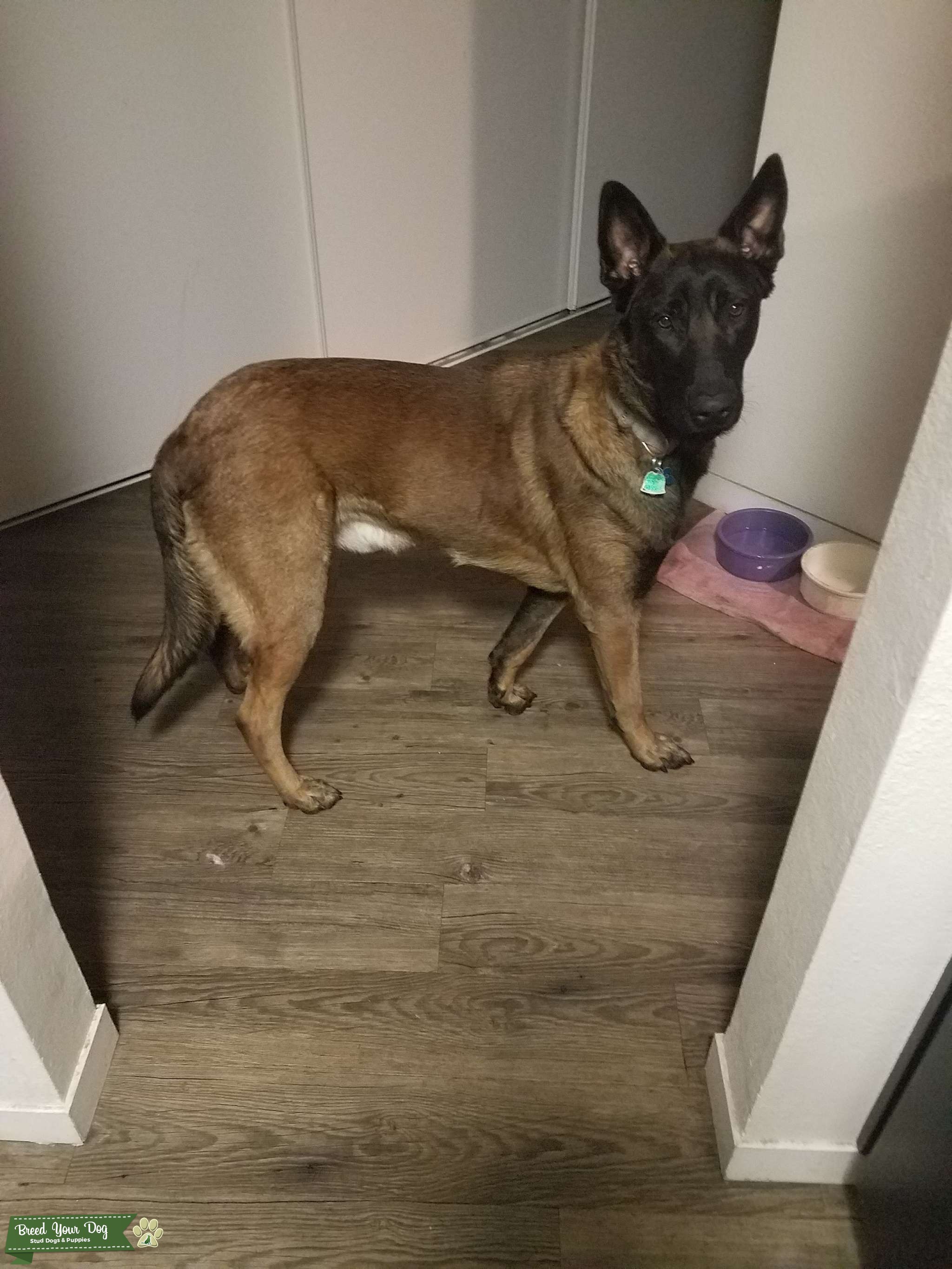 AKC Registered Belgian Malinois - Stud Dog in California, the United ...
