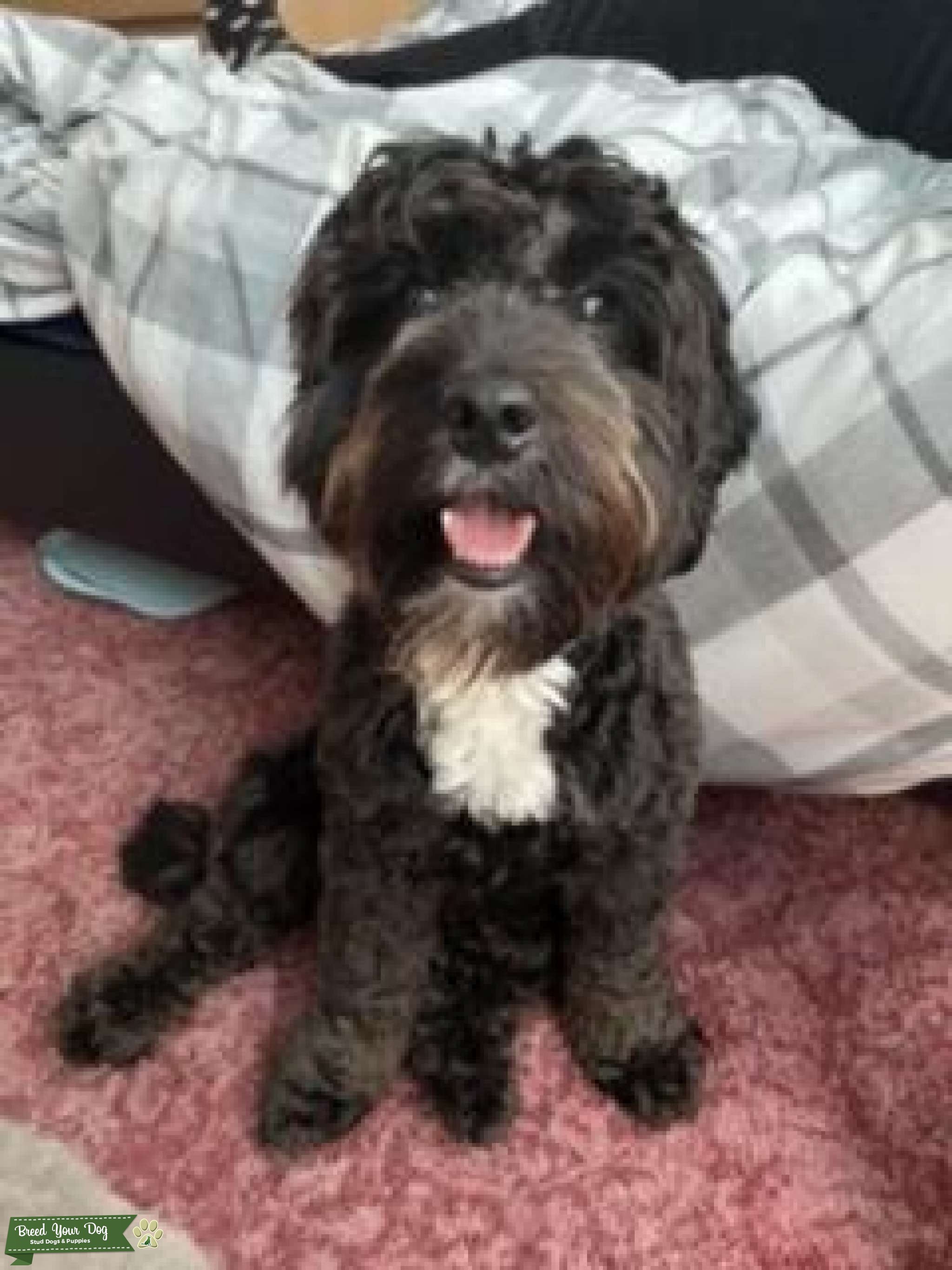 Proven F1 Cockapoo Stud - Stud Dog in South England , United States ...