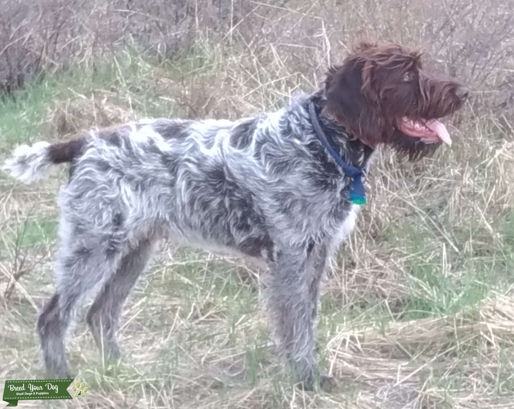 Wirehaired Pointing Griffon - Stud Dog in Montana, the United States ...