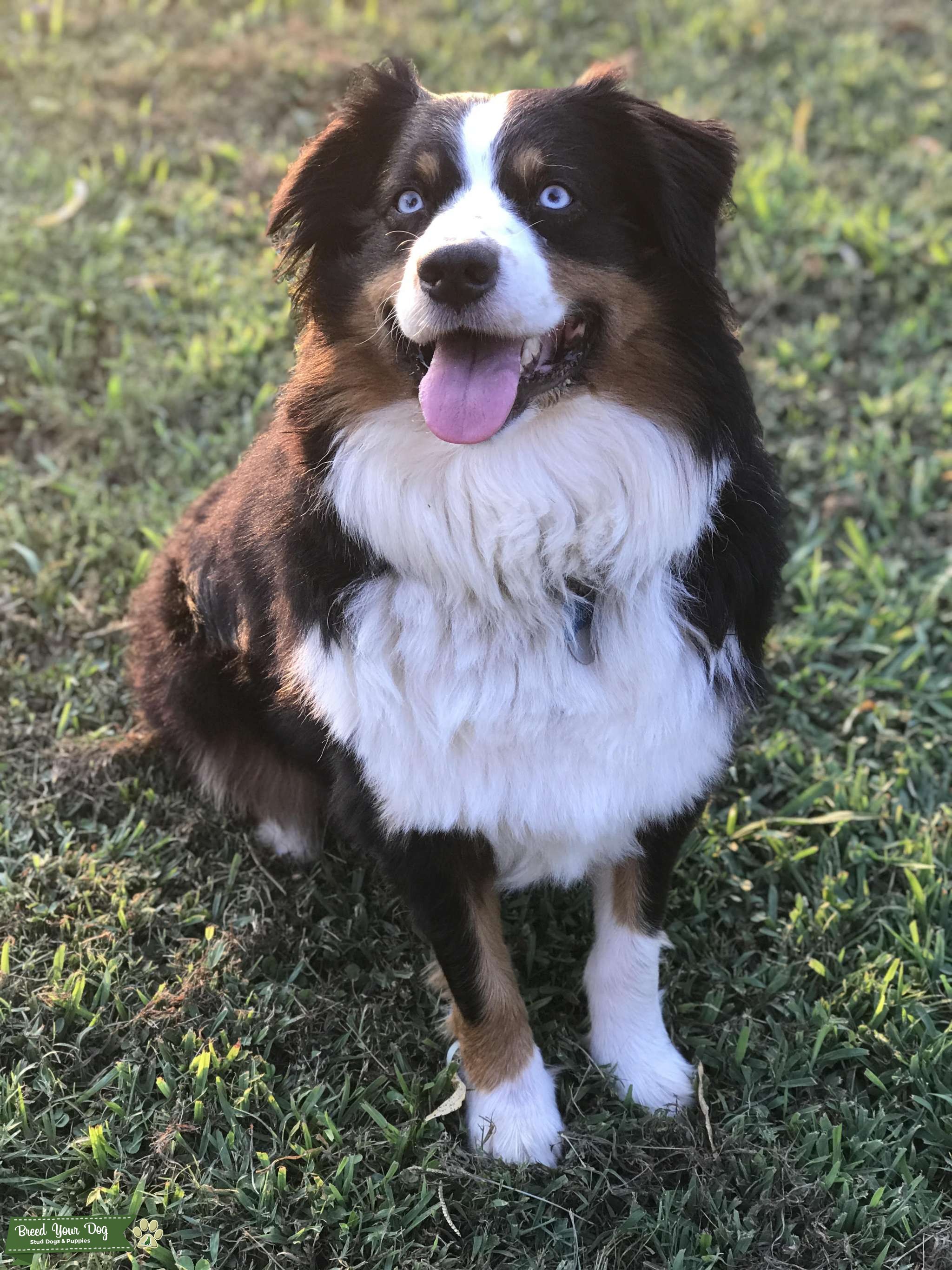 5yr Old Australian Sheppard AKC - Stud Dog in AL, the United Kingdom ...