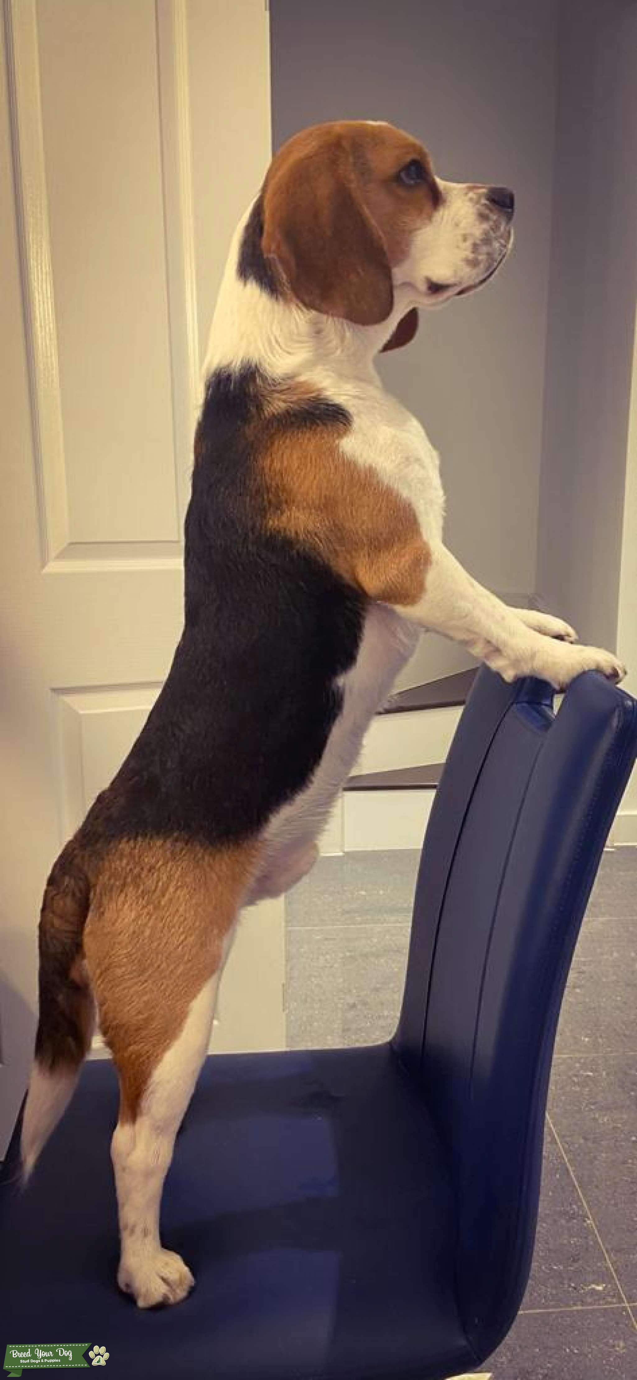 Tri-Colour Beagle - Stud Dog in Nottinghamshire, the United States ...